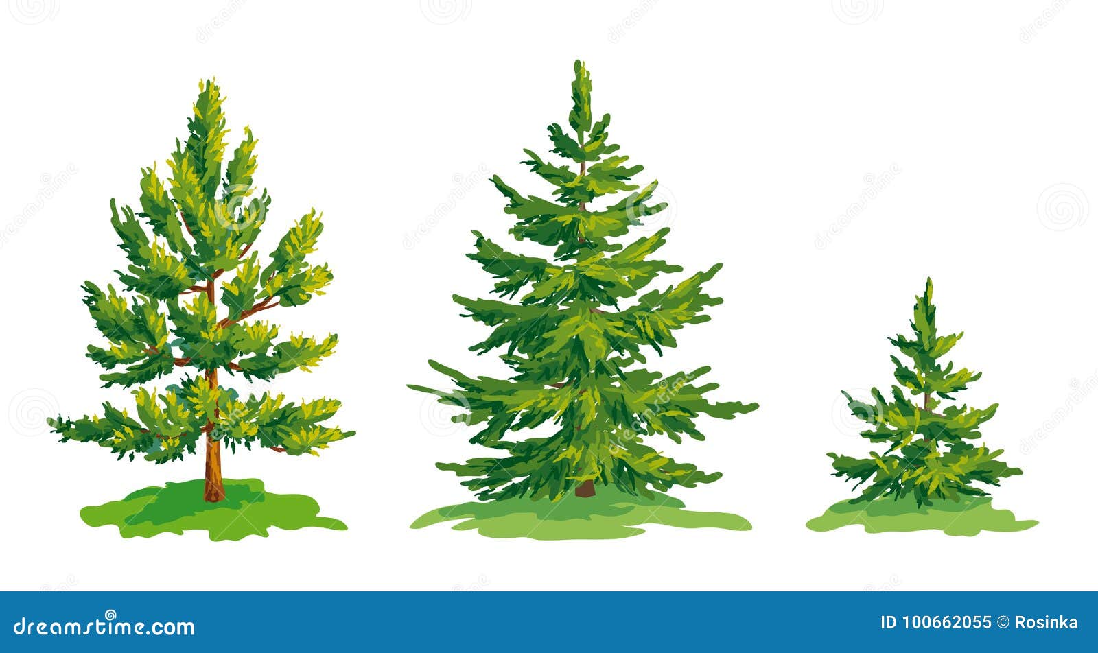 Vector Drawing of Little Pine Tree and Two Fir Trees Stock Vector ...