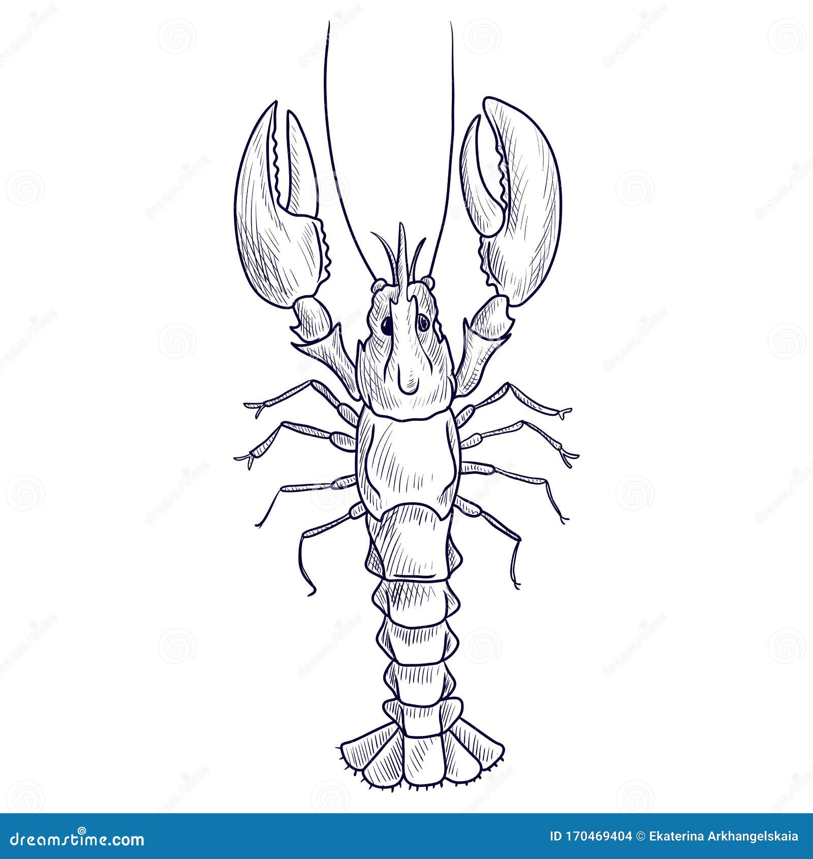 Drawing Of Lobster For Menu Or Label. Seafood In Vintage Engraving ...