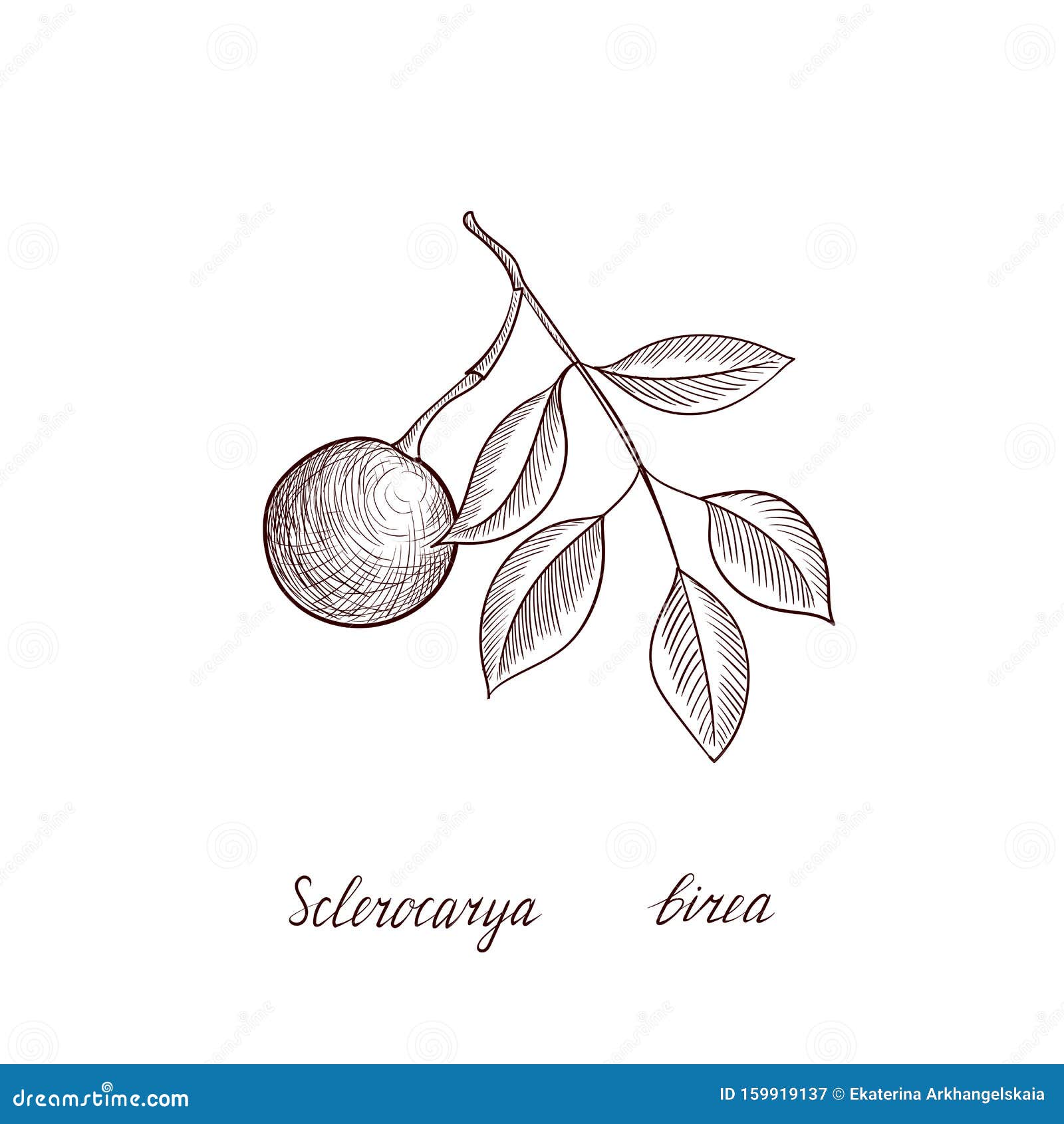 Branch Of Marula Fruit With Leaves Isolated, Watercolor Illustration ...