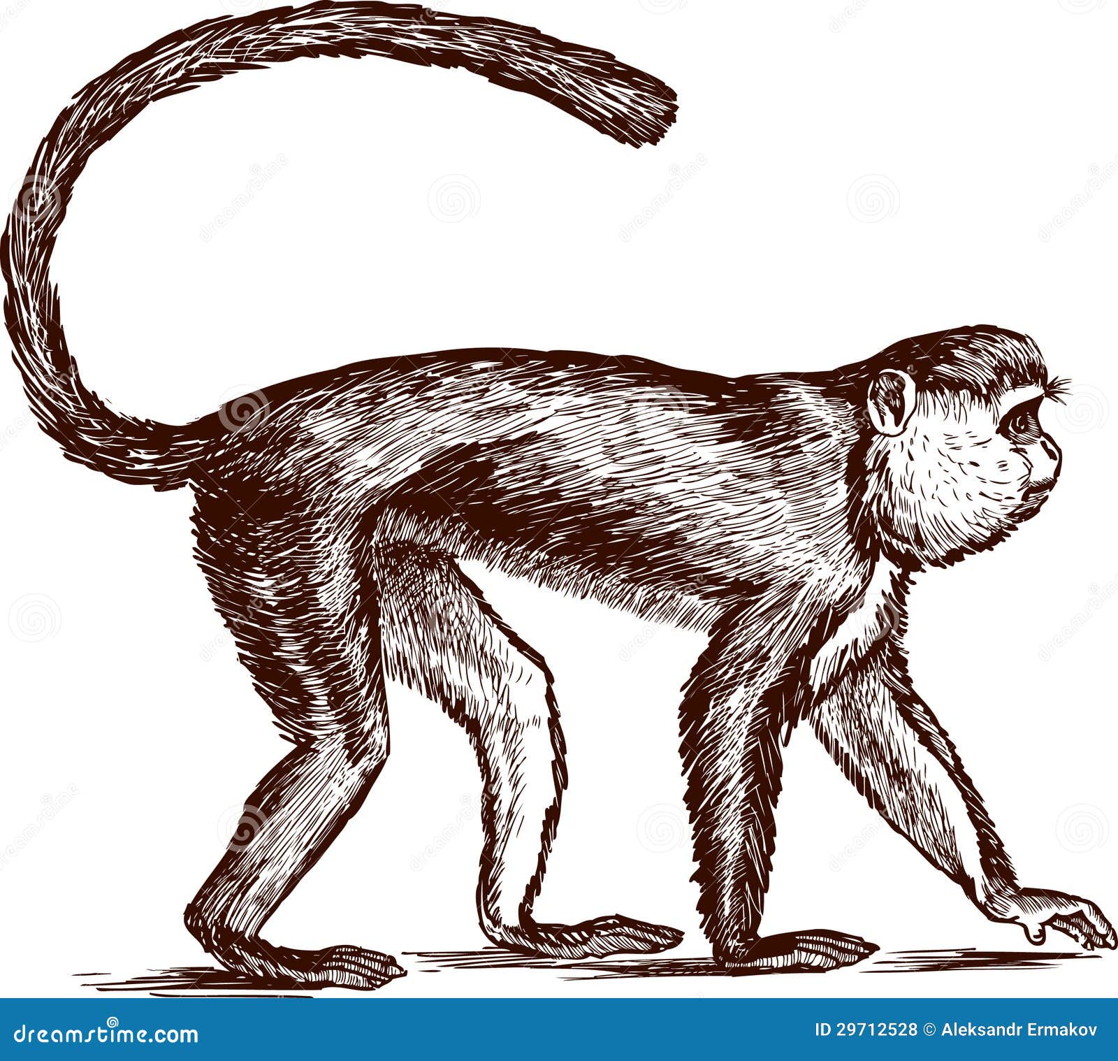 Capuchin stock vector. Illustration of shaggy, tropical - 29712528