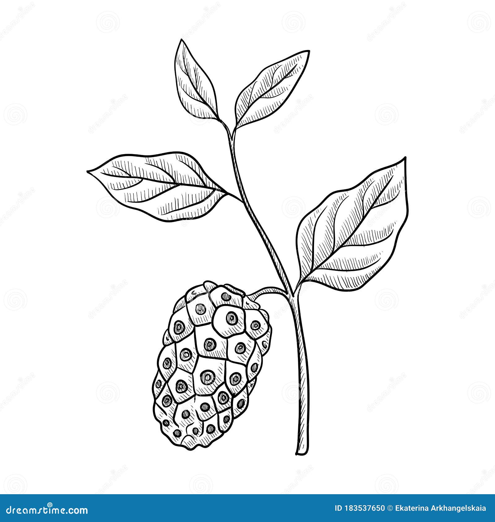 Vector drawing noni stock vector. Illustration of leaf - 183537650