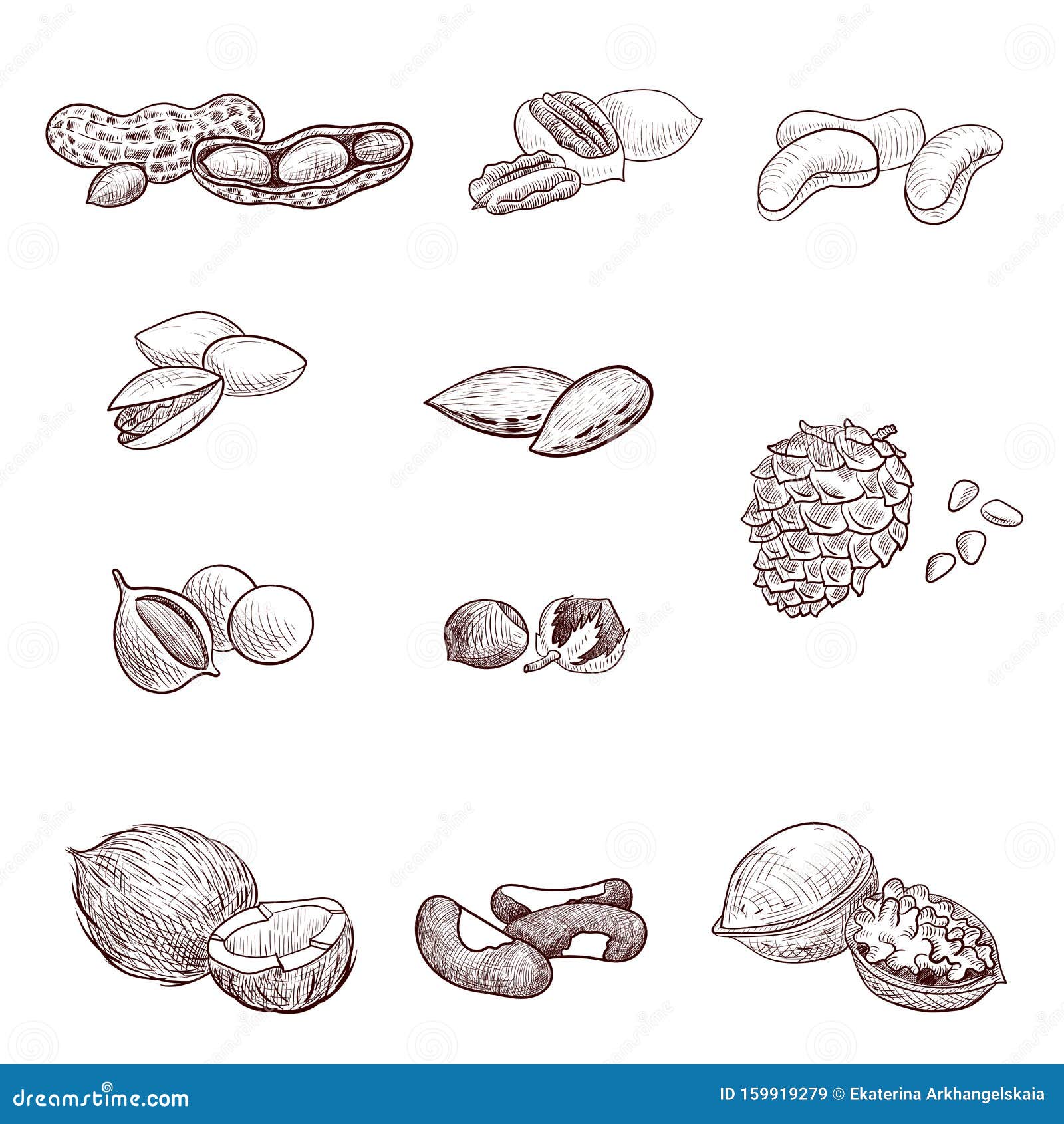Vector drawing nuts stock vector. Illustration of diet - 159919279