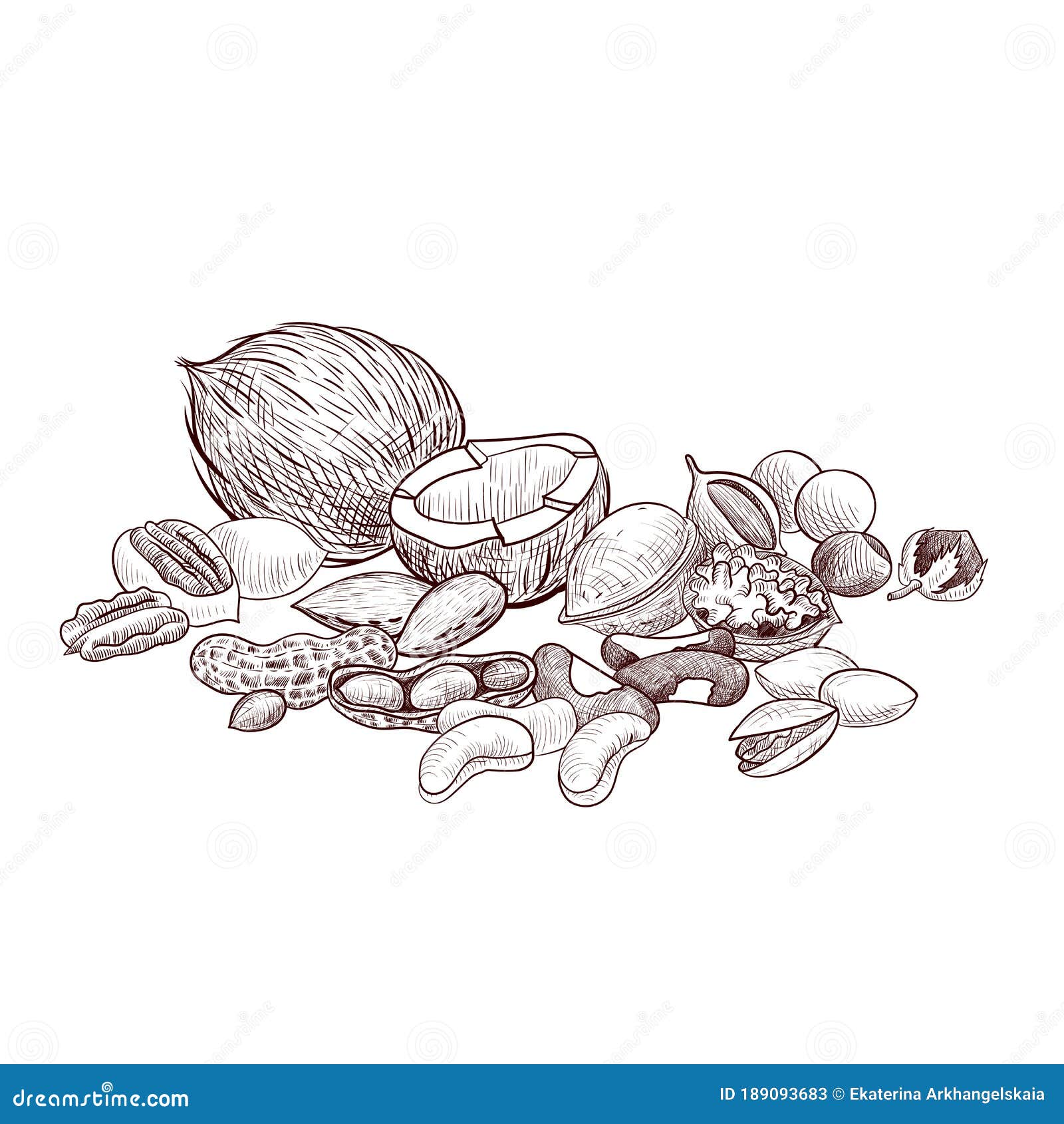 Vector drawing nuts stock illustration. Illustration of engrave - 189093683