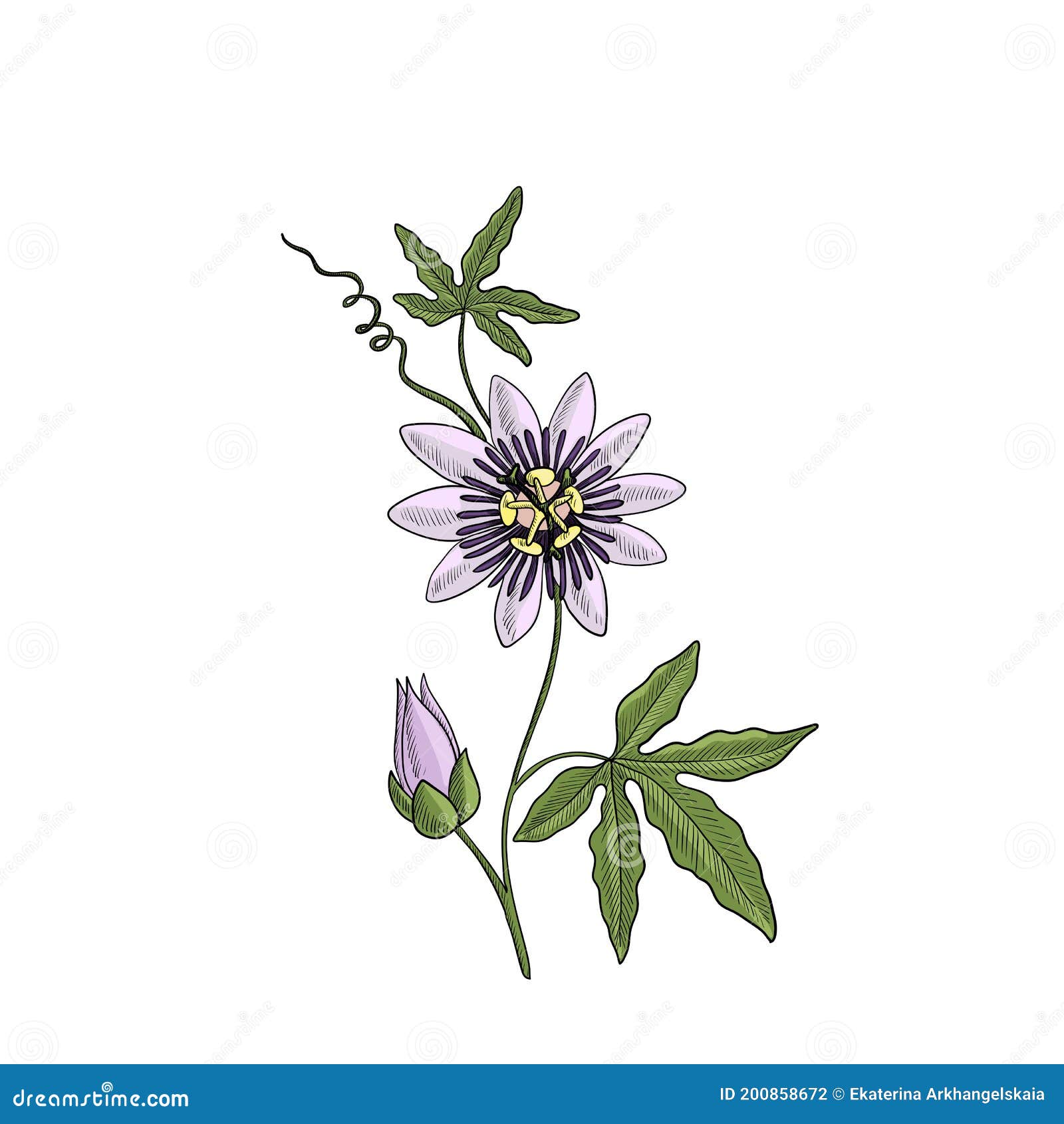 Vector drawing passiflora stock illustration. Illustration of garden ...