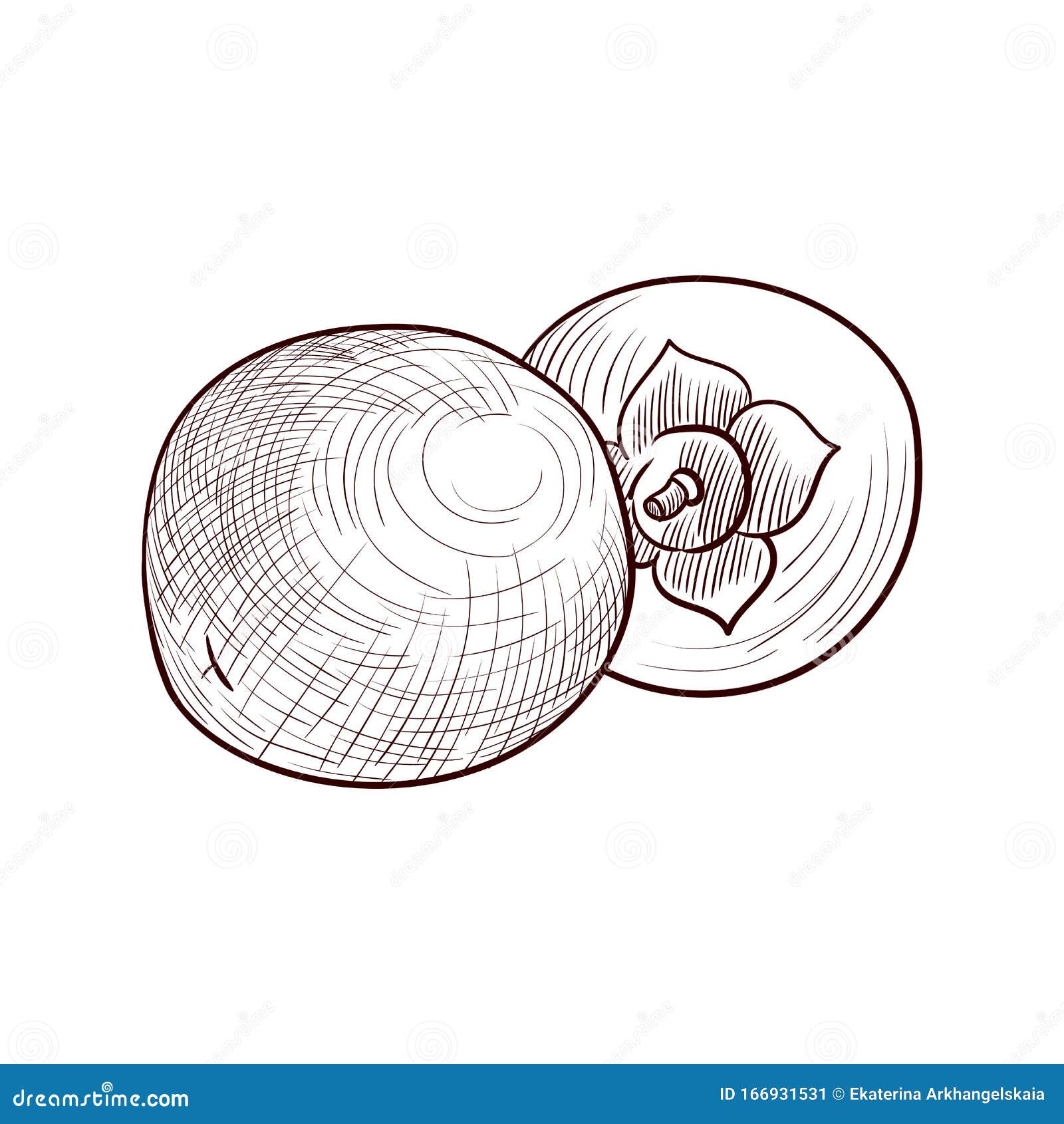 Vector Drawing Persimmon Fruits Stock Vector - Illustration of ...