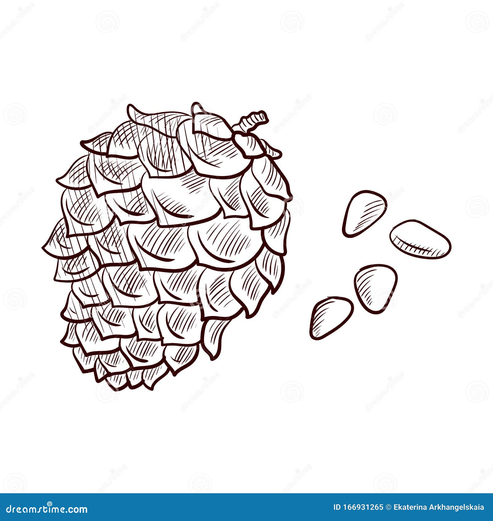 Pine Nuts And Pine Cones. Hand Drawn Vector Illustration ...