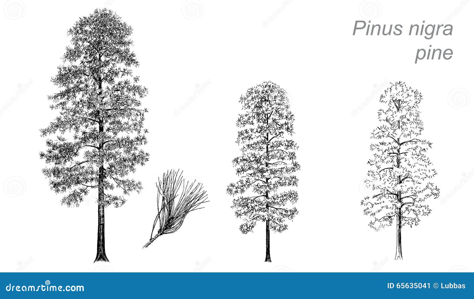Vector Drawing of Pine (Pinus Nigra) Stock Vector - Illustration of ...