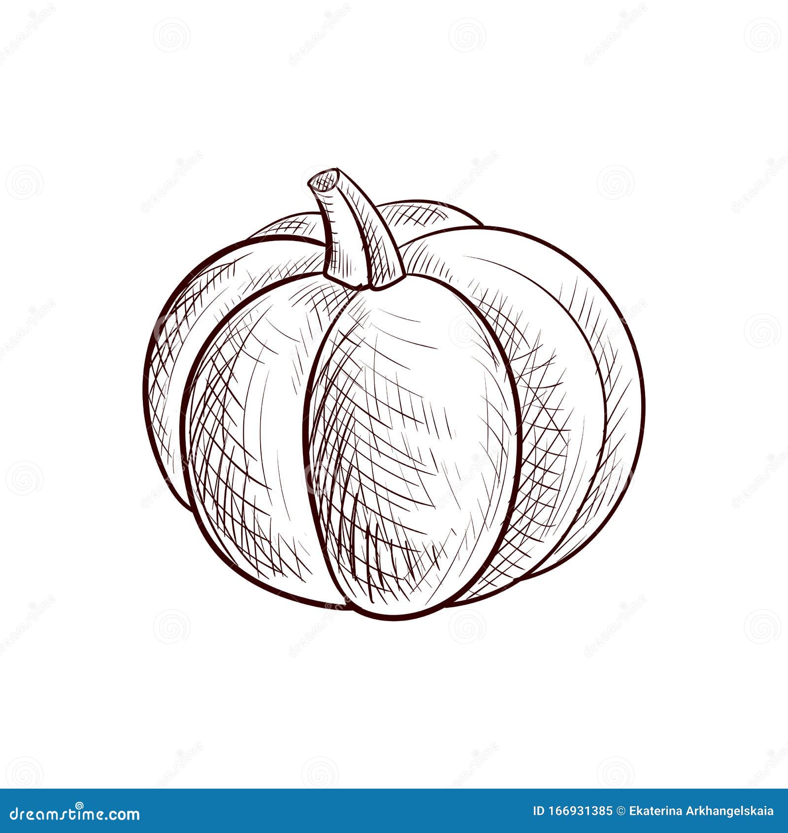 Vector drawing pumpkin stock vector. Illustration of nature - 166931385