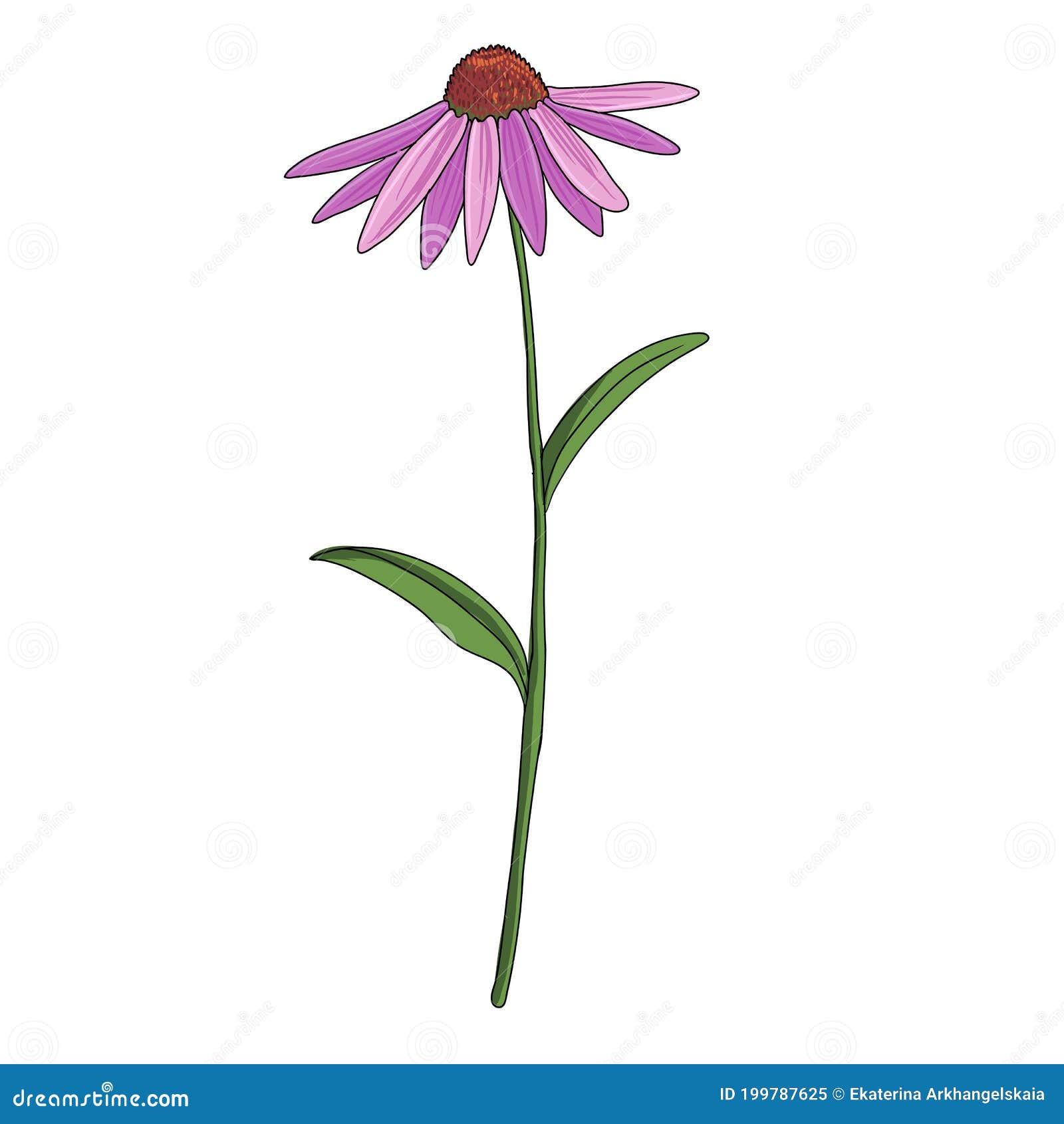Purple Cone Flower Drawing