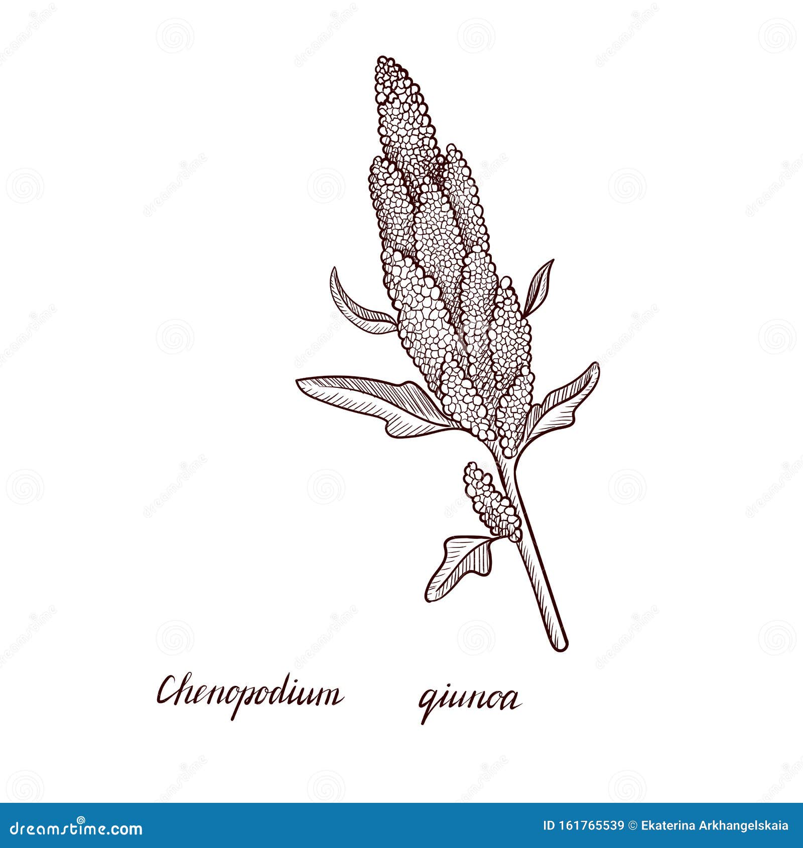Vector Drawing Quinoa Plant Stock Vector - Illustration of vegan, food ...