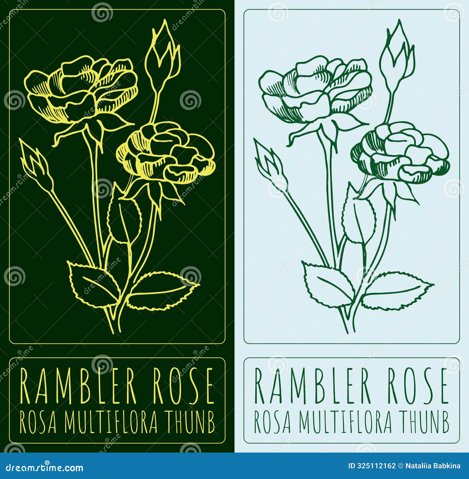 Vector Drawing RAMBLER ROSE. Hand Drawn Illustration Stock Illustration ...