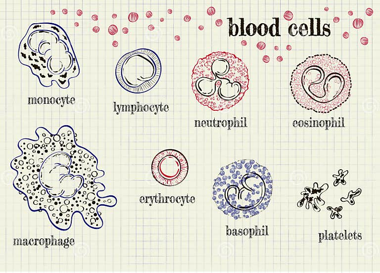 Vector Drawing of Red Blood Cells Stock Vector - Illustration of color ...
