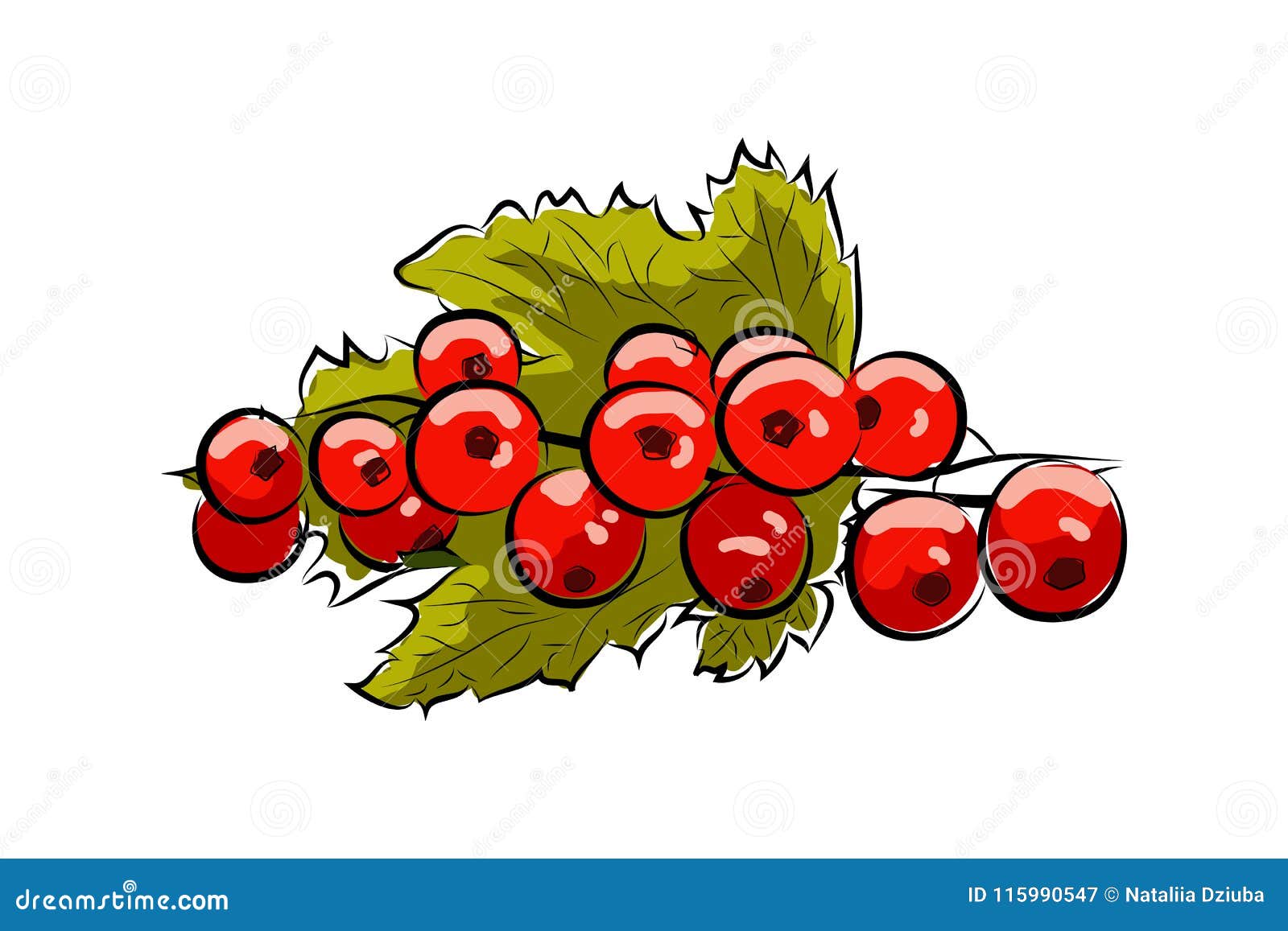 Branch red currant stock vector. Illustration of fruit - 115990547