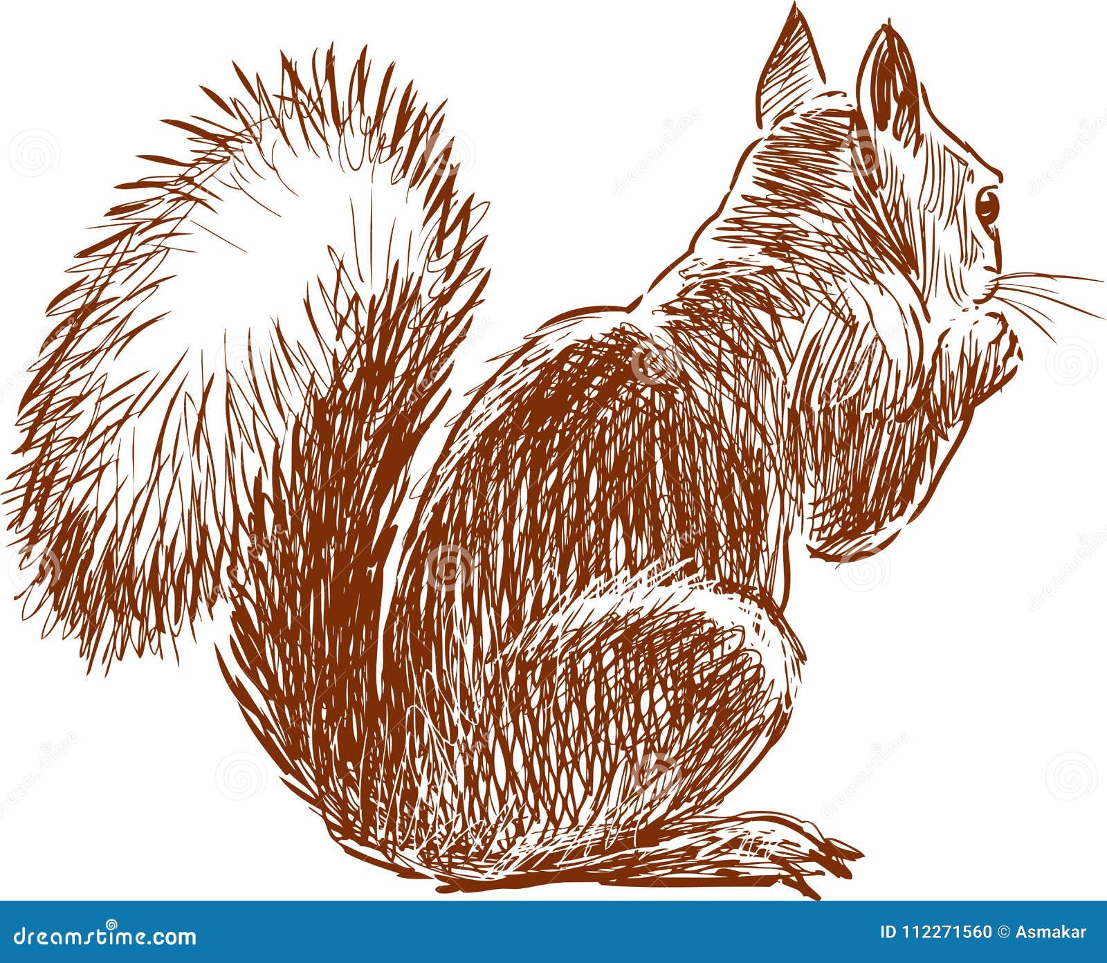 Sketch of a small squirrel stock vector. Illustration of white - 112271560