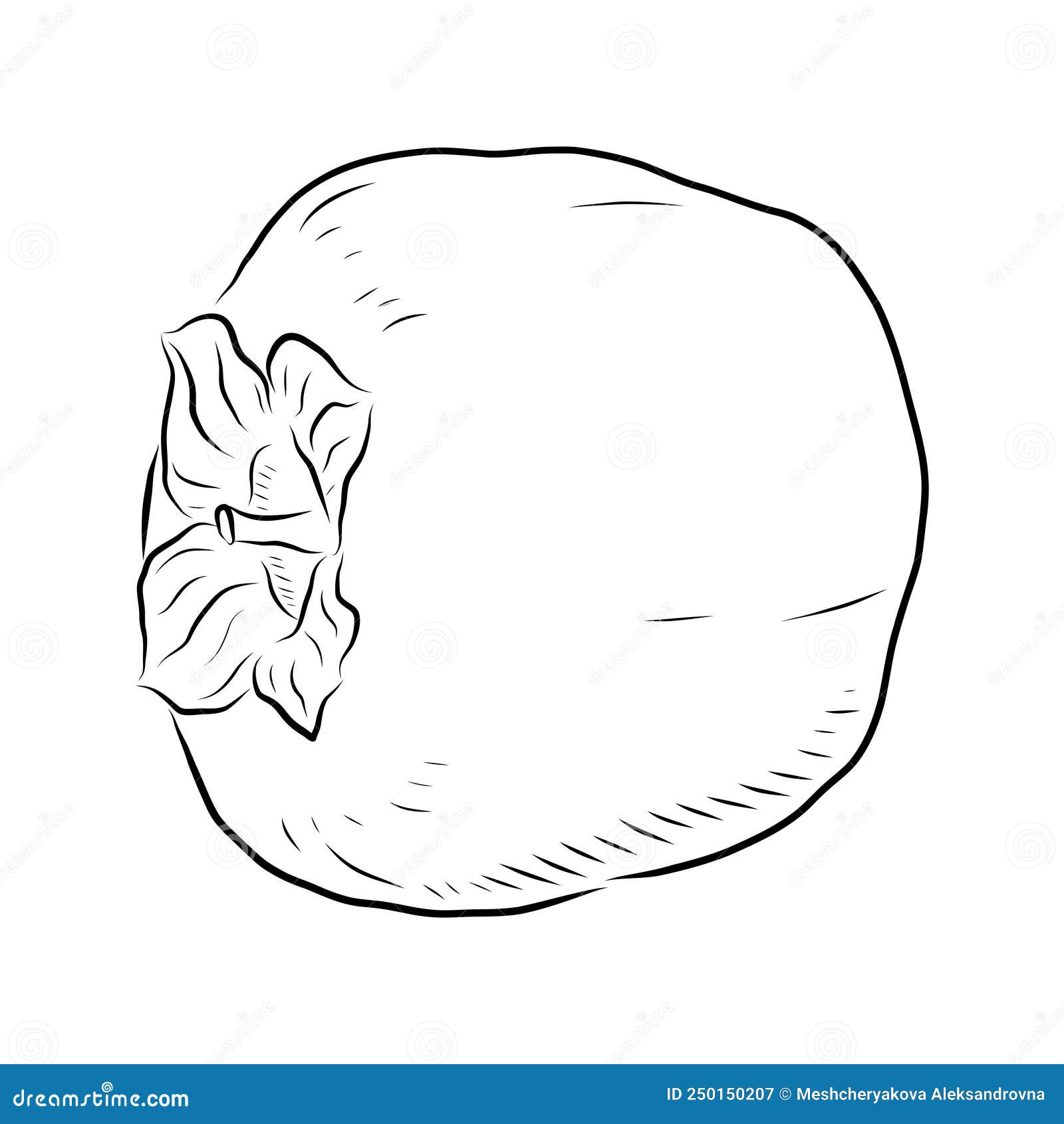 VECTOR DRAWING of a RIPE PERSIMMON on a WHITE BACKGROUND Stock Vector ...