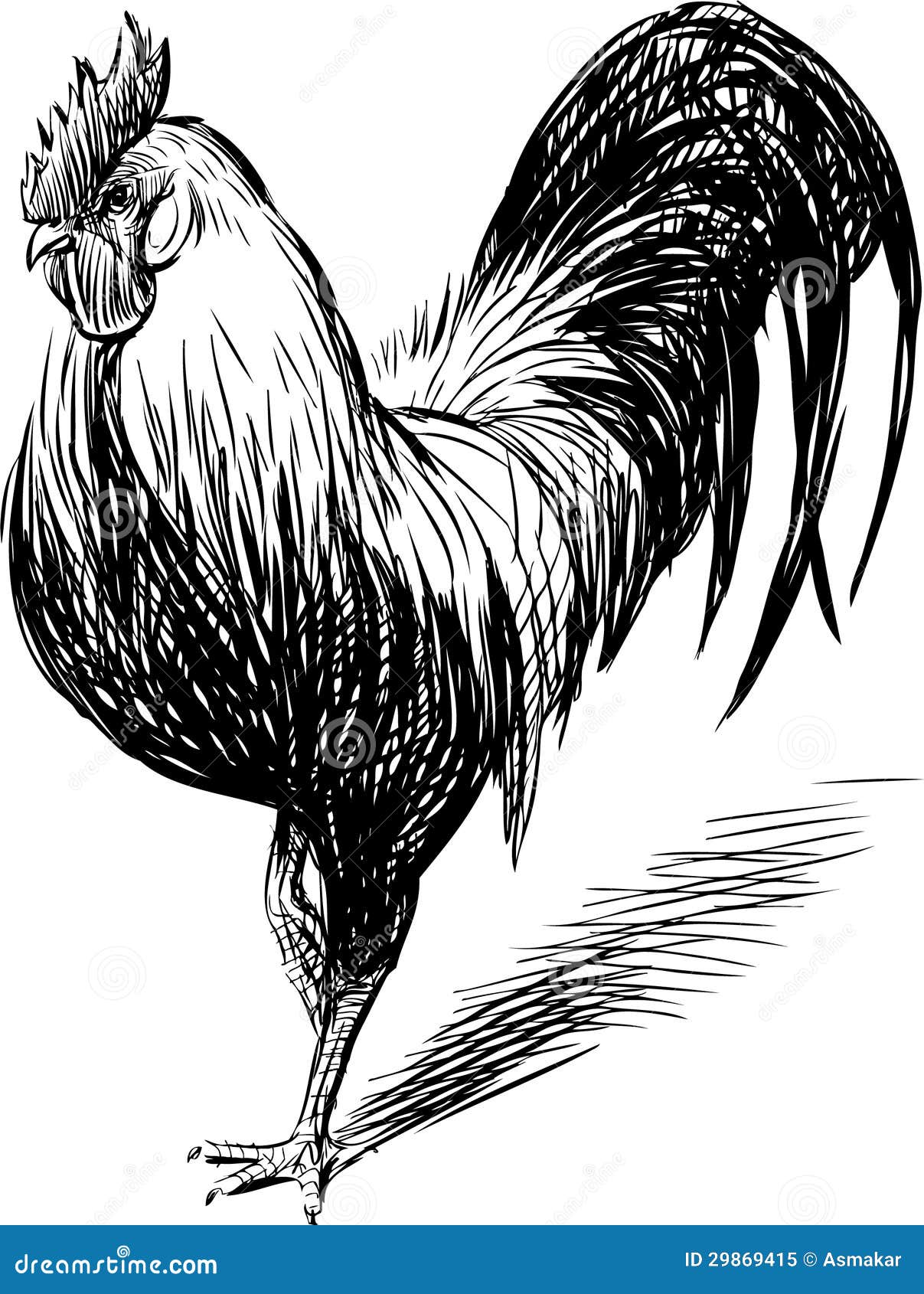 Bantam stock vector. Illustration of profile, tail, side - 29869415