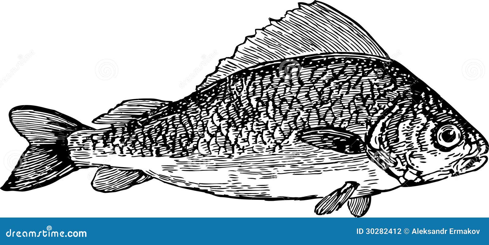 Saltwater Fish stock vector. Illustration of seafood - 30282412