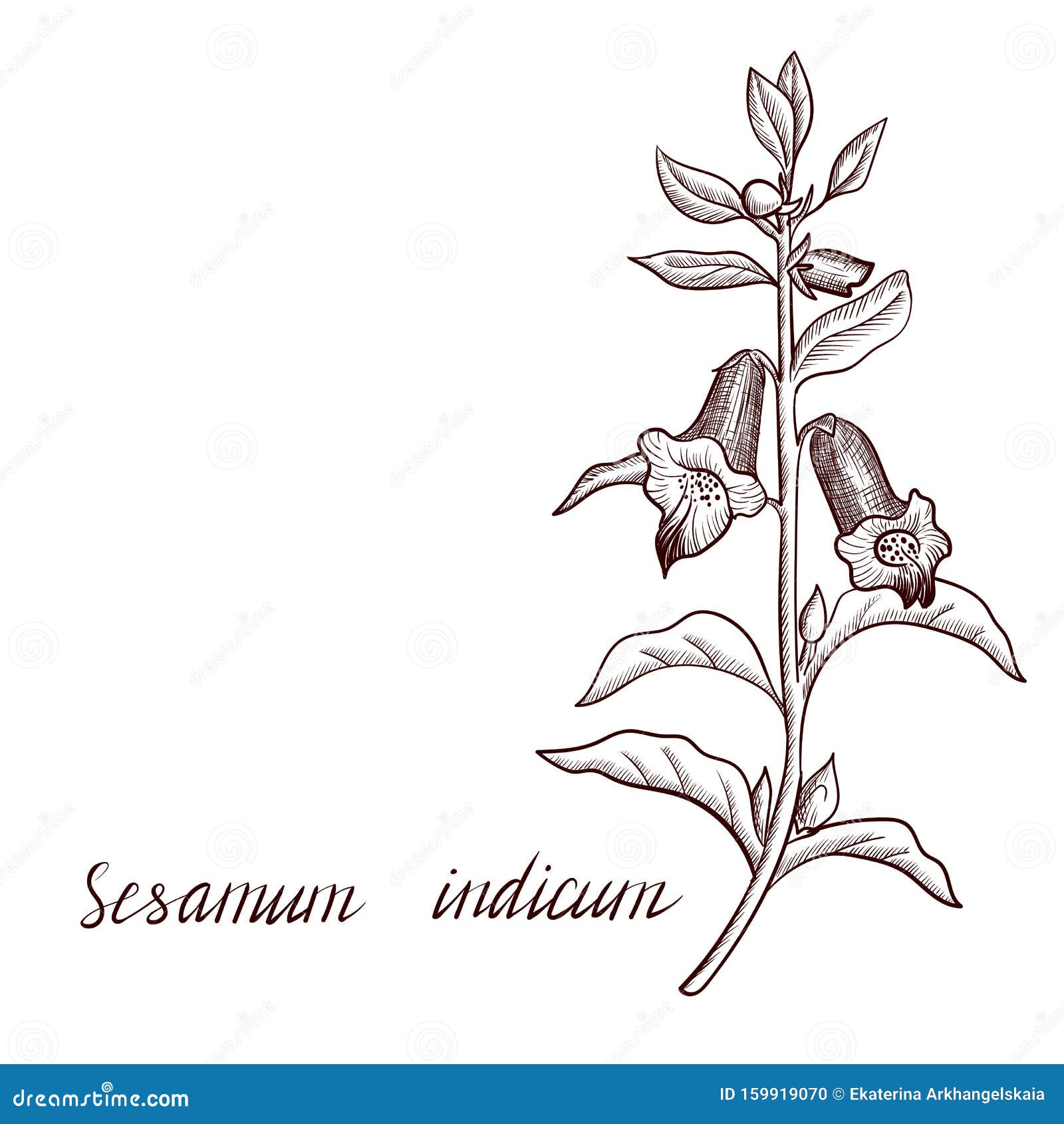 Sesame Plant Vector Drawing. Hand Drawn Food Ingredient. Botanic ...