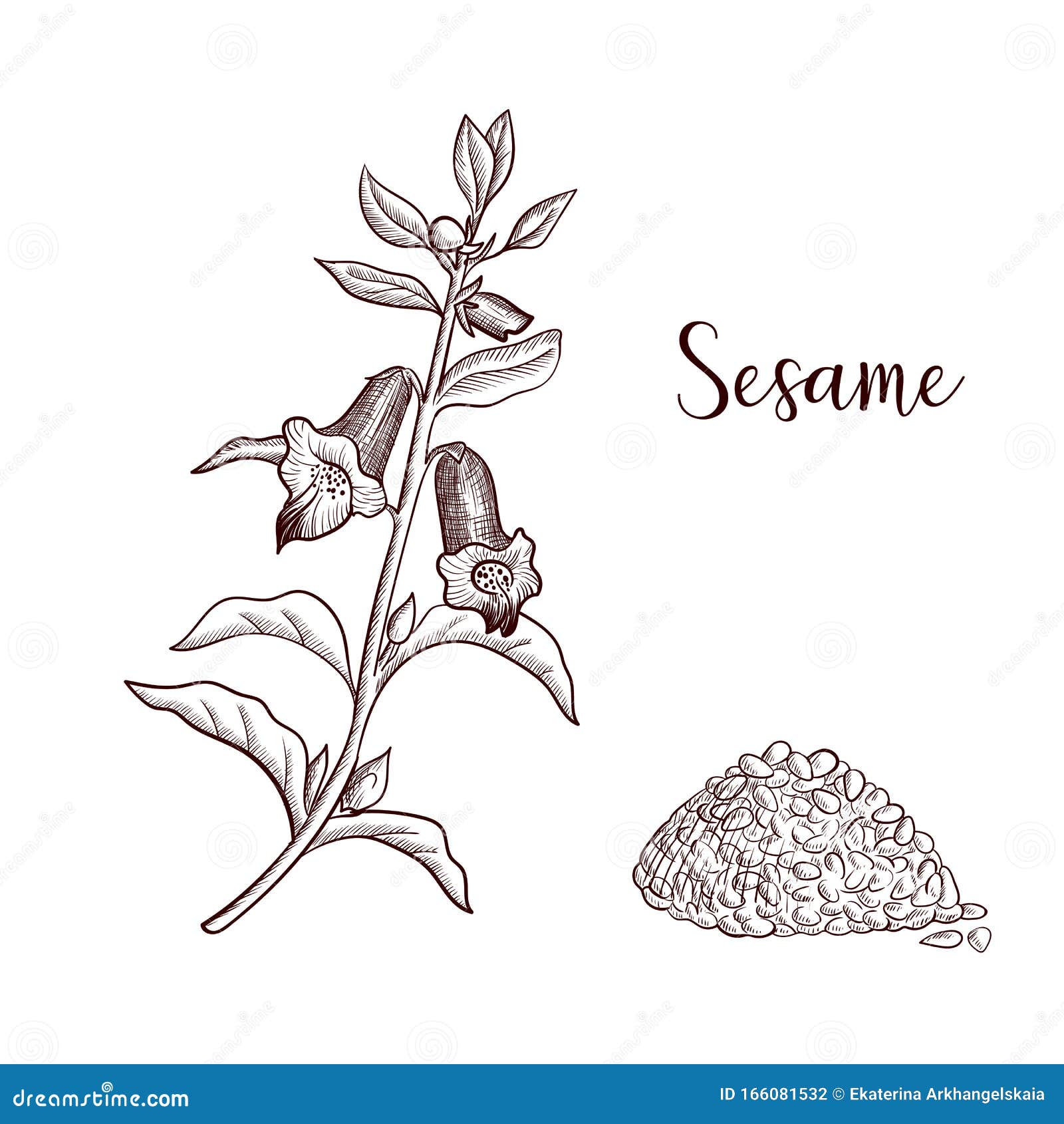 Sesame Plant Vector Drawing. Hand Drawn Food Ingredient. Botanic ...