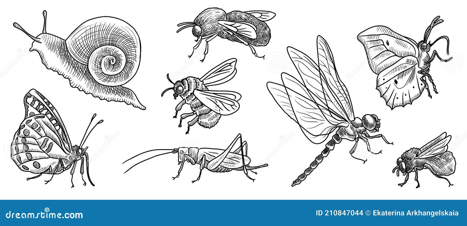 Vector Drawing Set of Insects Stock Vector - Illustration of wildlife ...