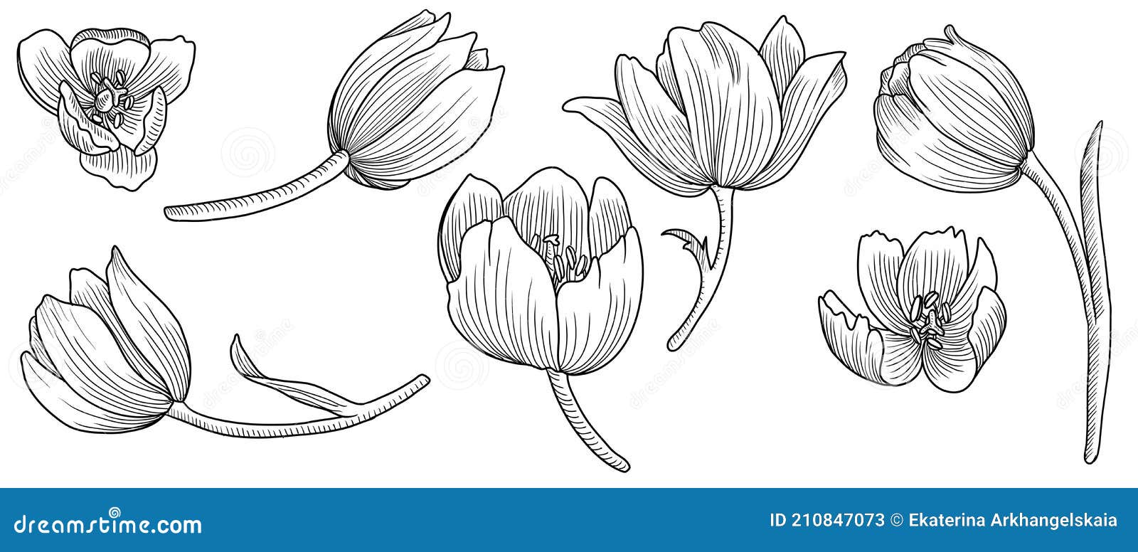 Vector Drawing Set of Tulips Stock Illustration - Illustration of plant ...