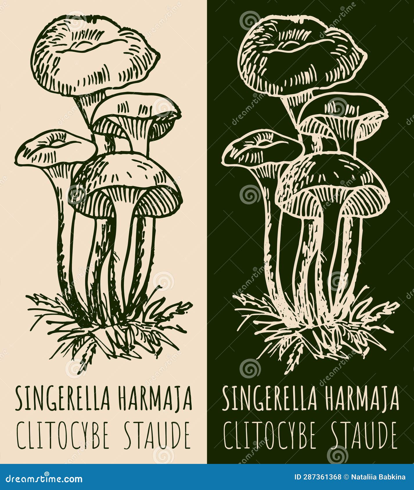 Vector Drawing SINGERELLA HARMAJA . Hand Drawn Illustration. The Latin ...