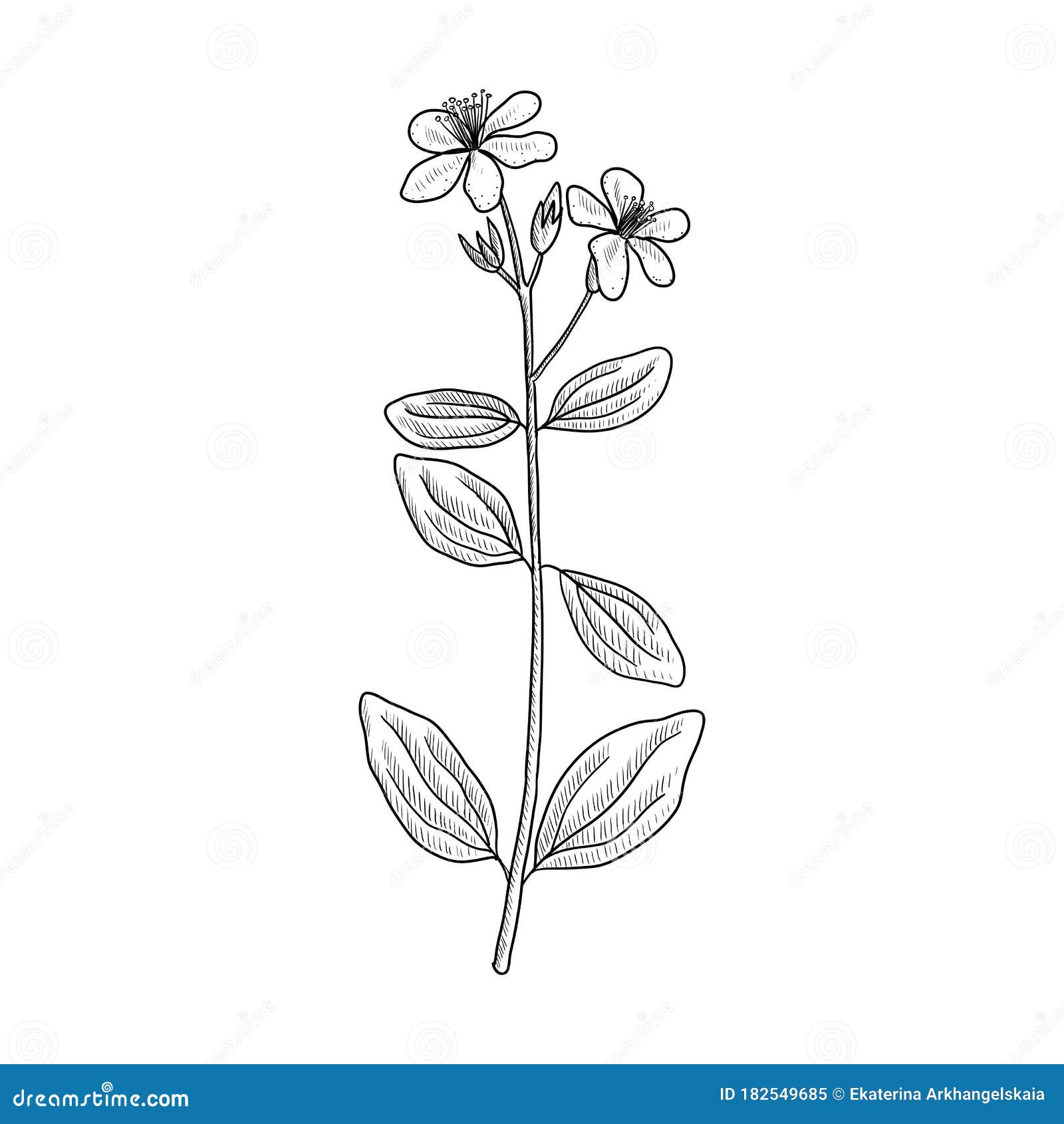 Vector Drawing St. John`s Wort Stock Vector - Illustration of natural ...