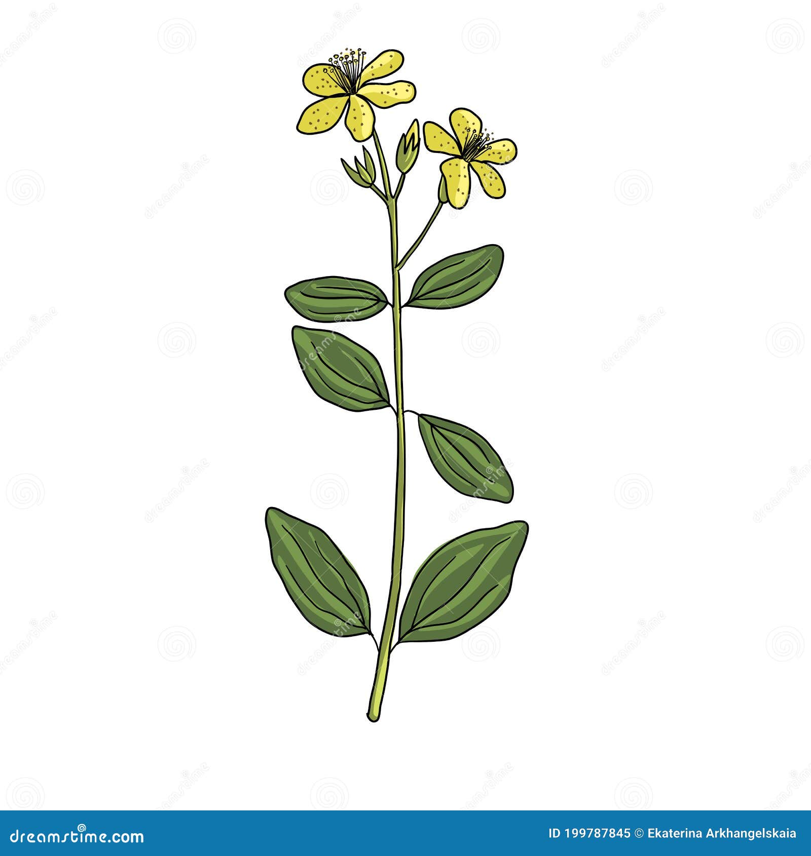 Vector Drawing St. John S Wort Stock Illustration - Illustration of ...