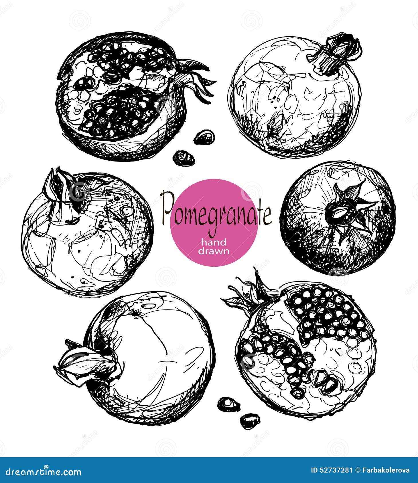 Vector Drawing of a Stylized Pomegranate. Pen and Stock Vector ...