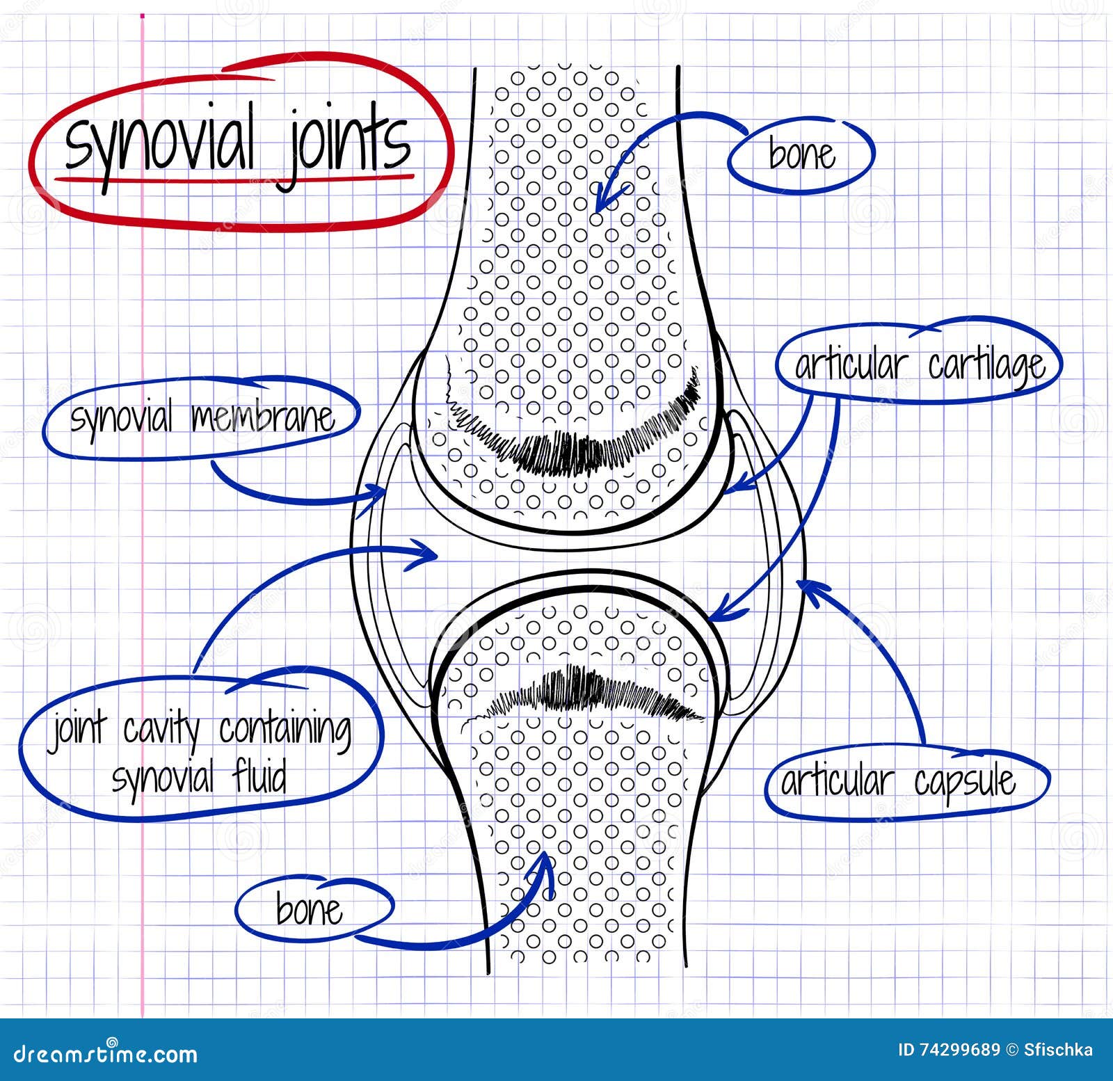 Types Of Joints Synovial Vector Illustration Stock Ve - vrogue.co Types Of Joints Synovial Vector Illustration Stock Ve - vrogue.co