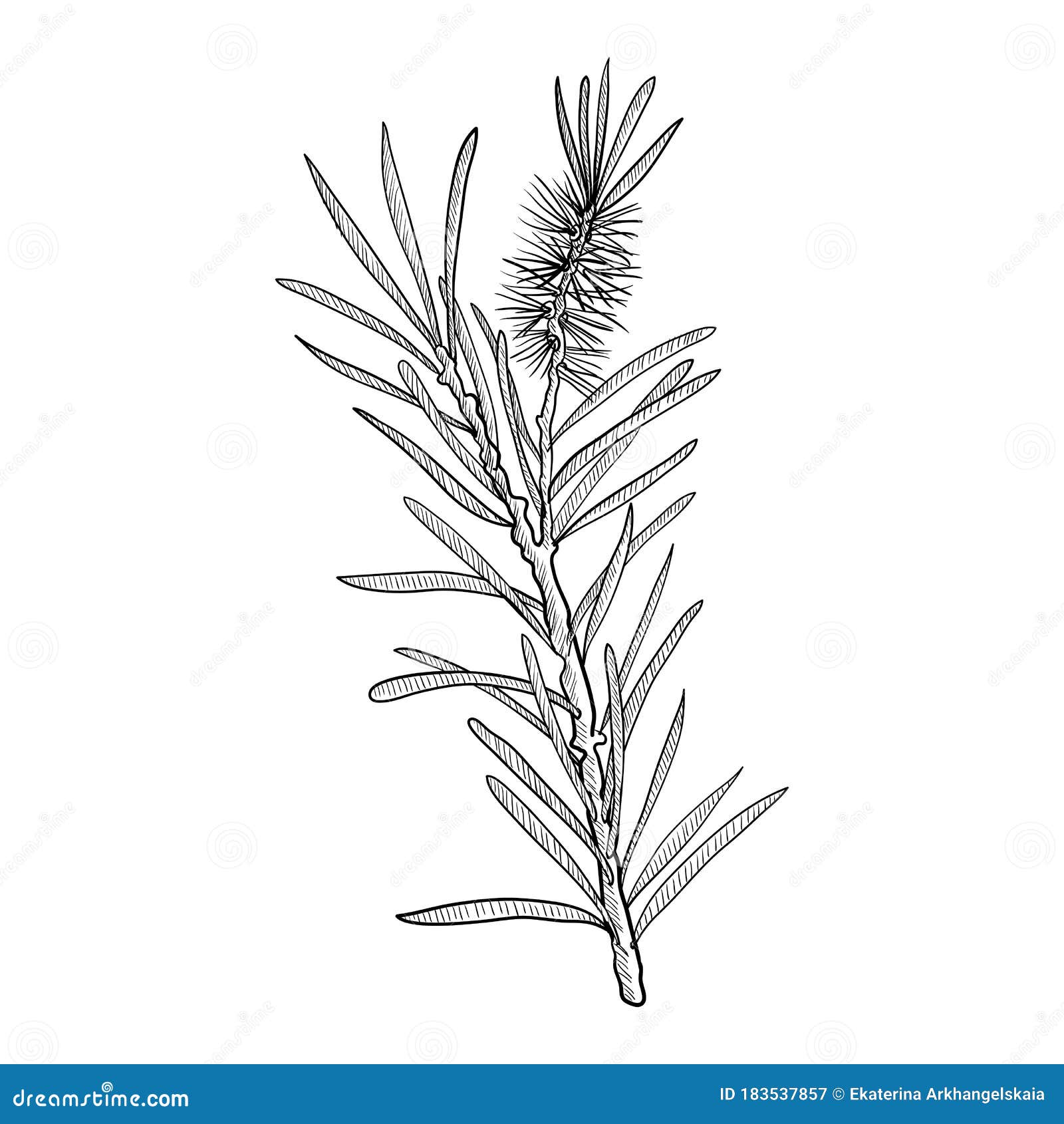 Vector Drawing Tea Tree Branch Stock Vector - Illustration of botany ...