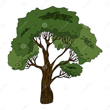 Vector Drawing of a Tree with a Crown and a Trunk. Stock Illustration ...