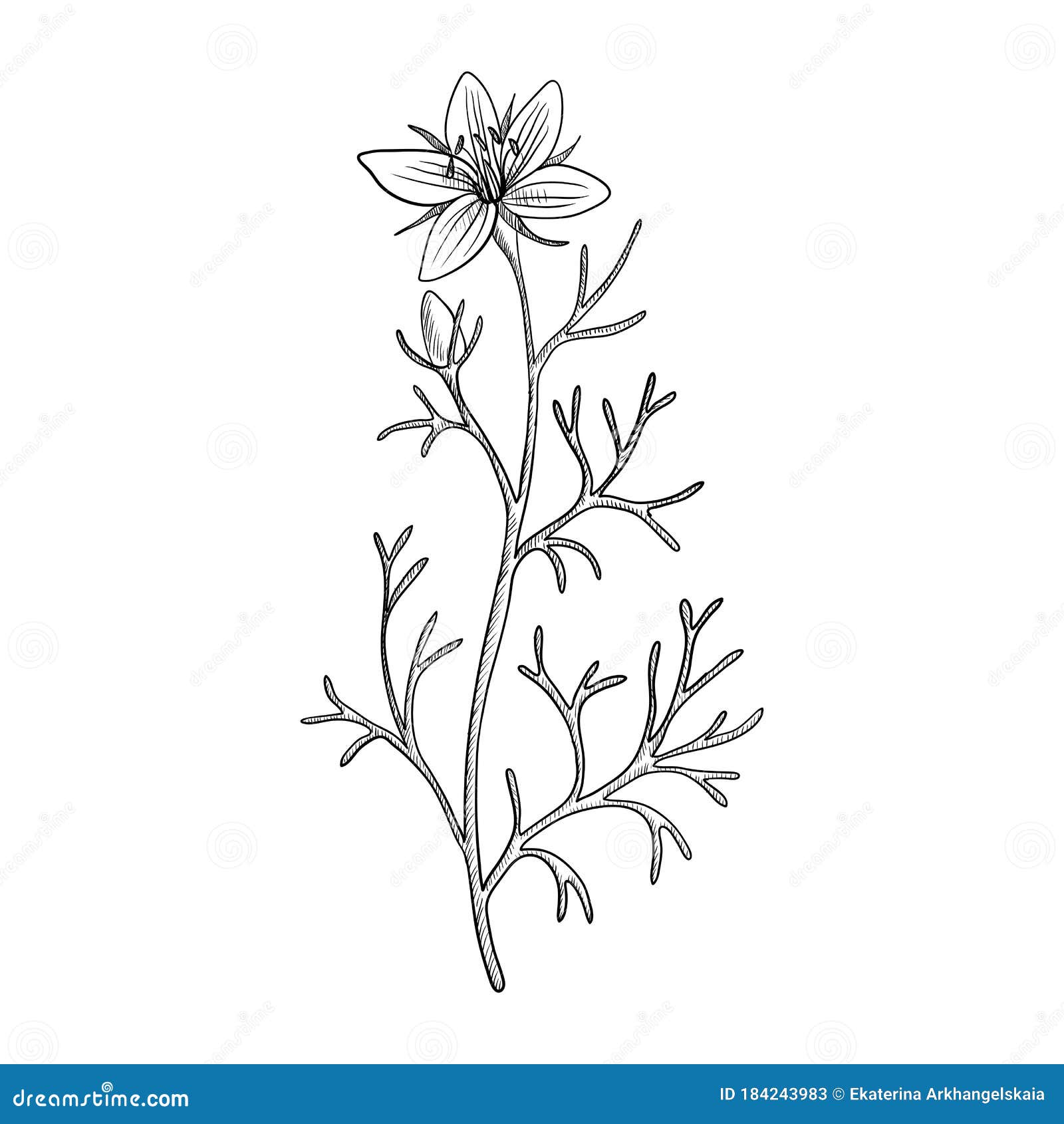 Vector drawing wild rue stock vector. Illustration of leaf - 184243983