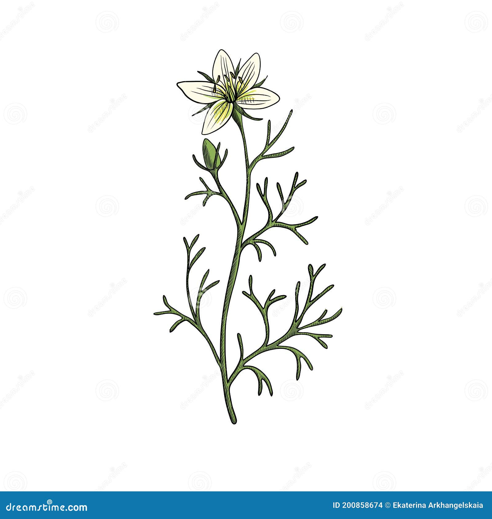 Vector drawing wild rue stock illustration. Illustration of floral ...