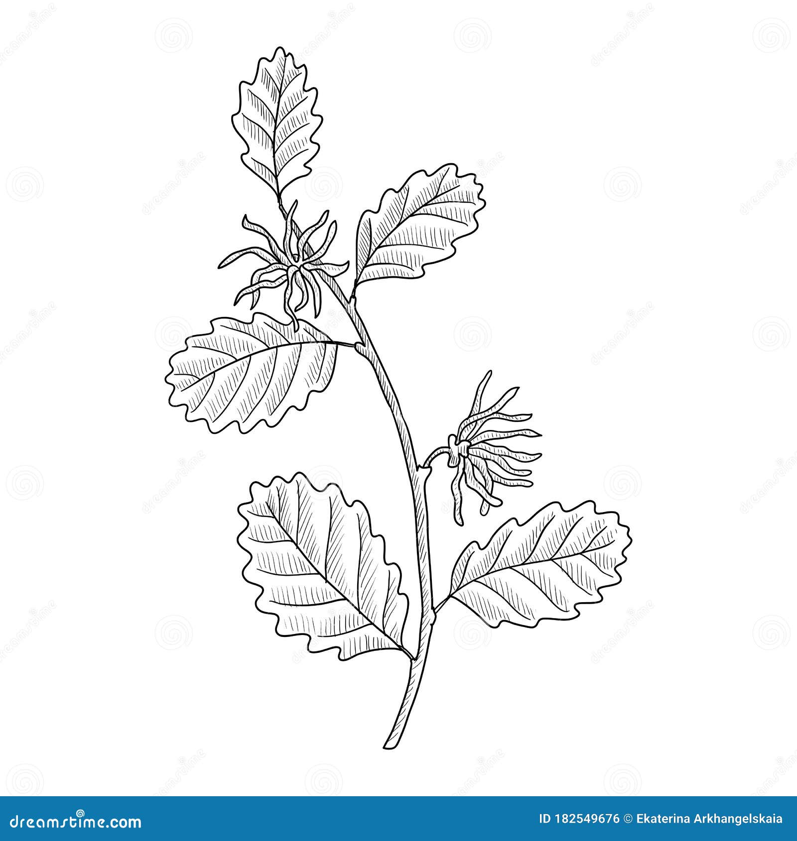 3d Illustration Of Hamamelis X Intermedia Tree Isolated On White ...