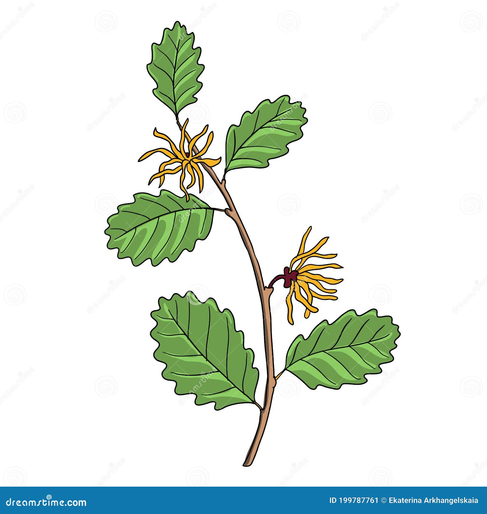Vector drawing witch-hazel stock illustration. Illustration of field ...