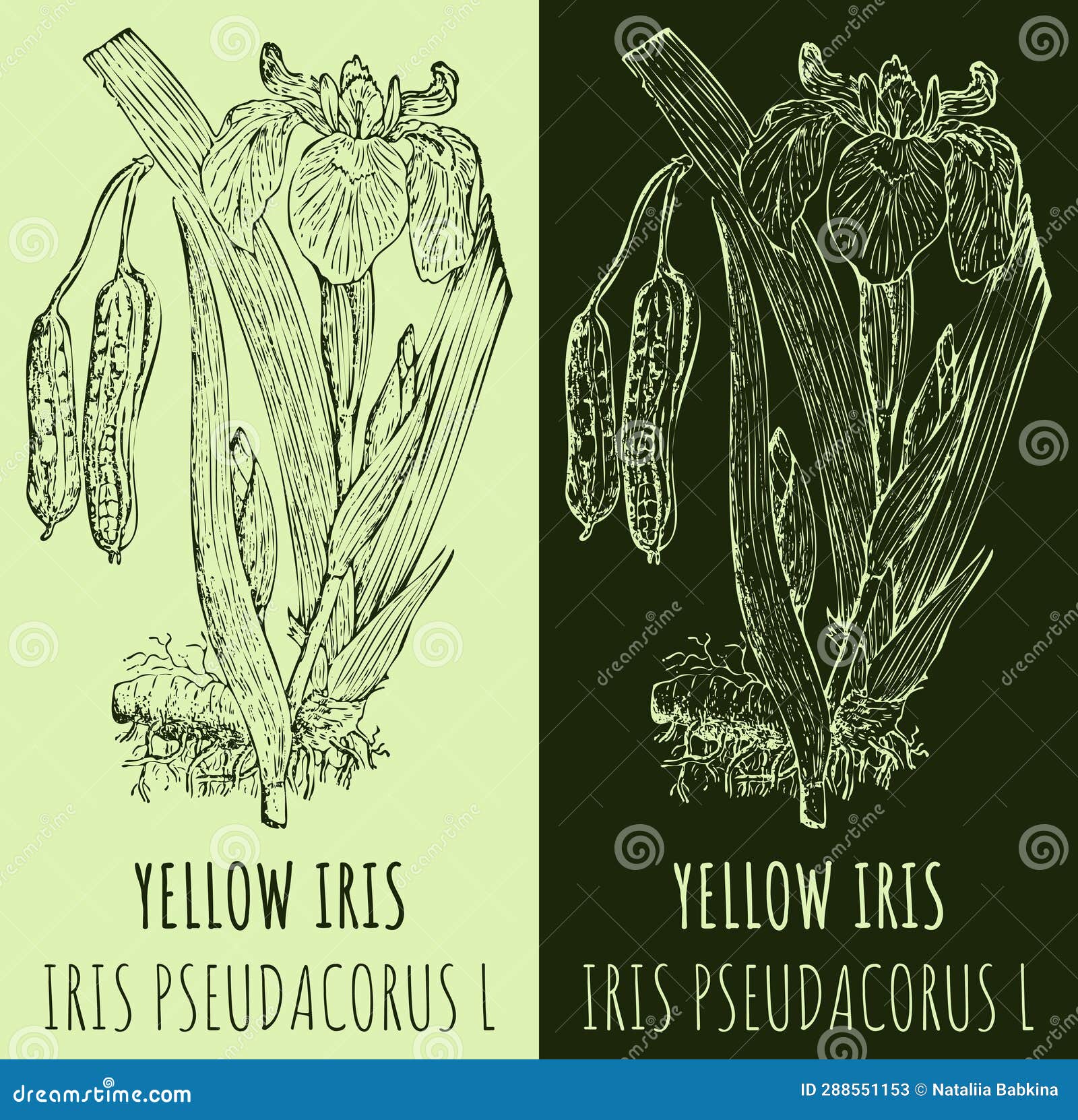 Vector Drawing YELLOW IRIS. Hand Drawn Illustration Stock Image ...