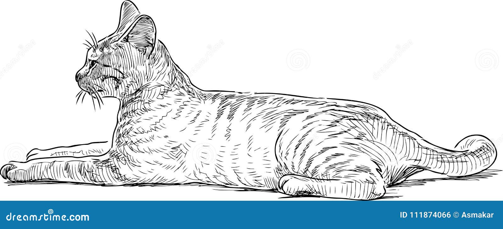 Sketch of a young cat stock vector. Illustration of drawn - 111874066