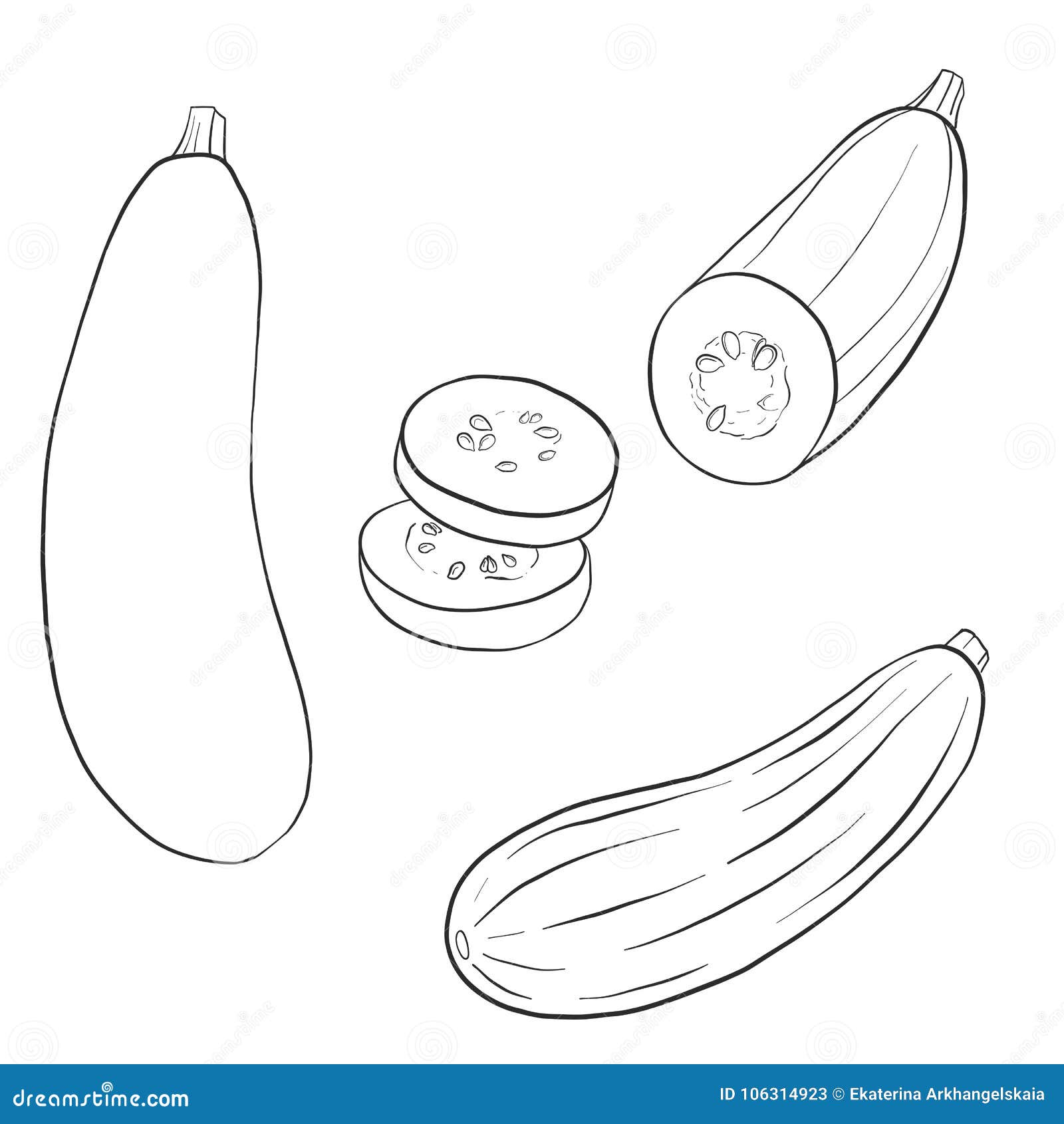 Vector drawing zucchini stock vector. Illustration of monochrome ...