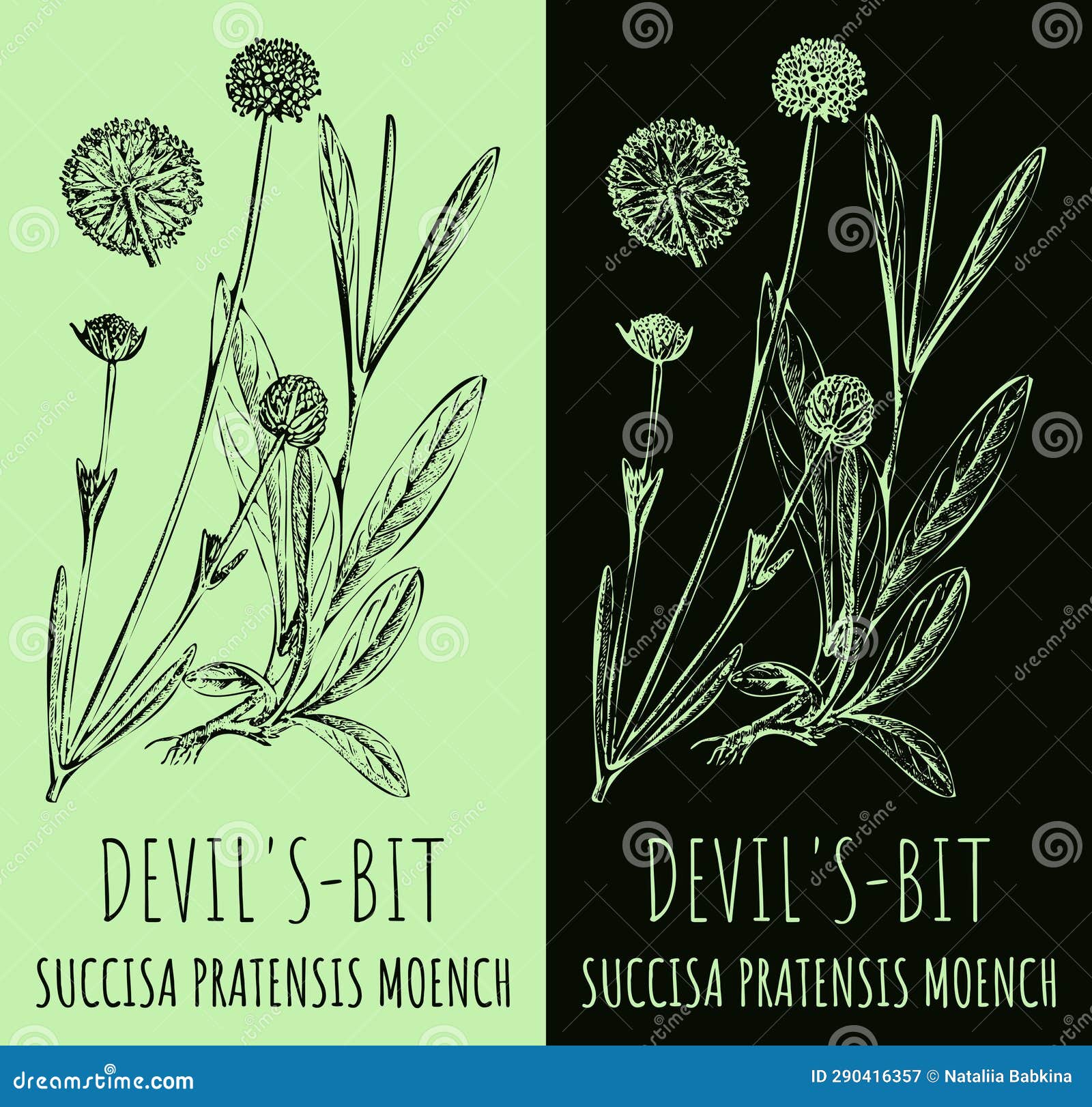 Succisa Pratensis, Also Known As Devil`s-bit Flower. Ordevil`s-bit ...