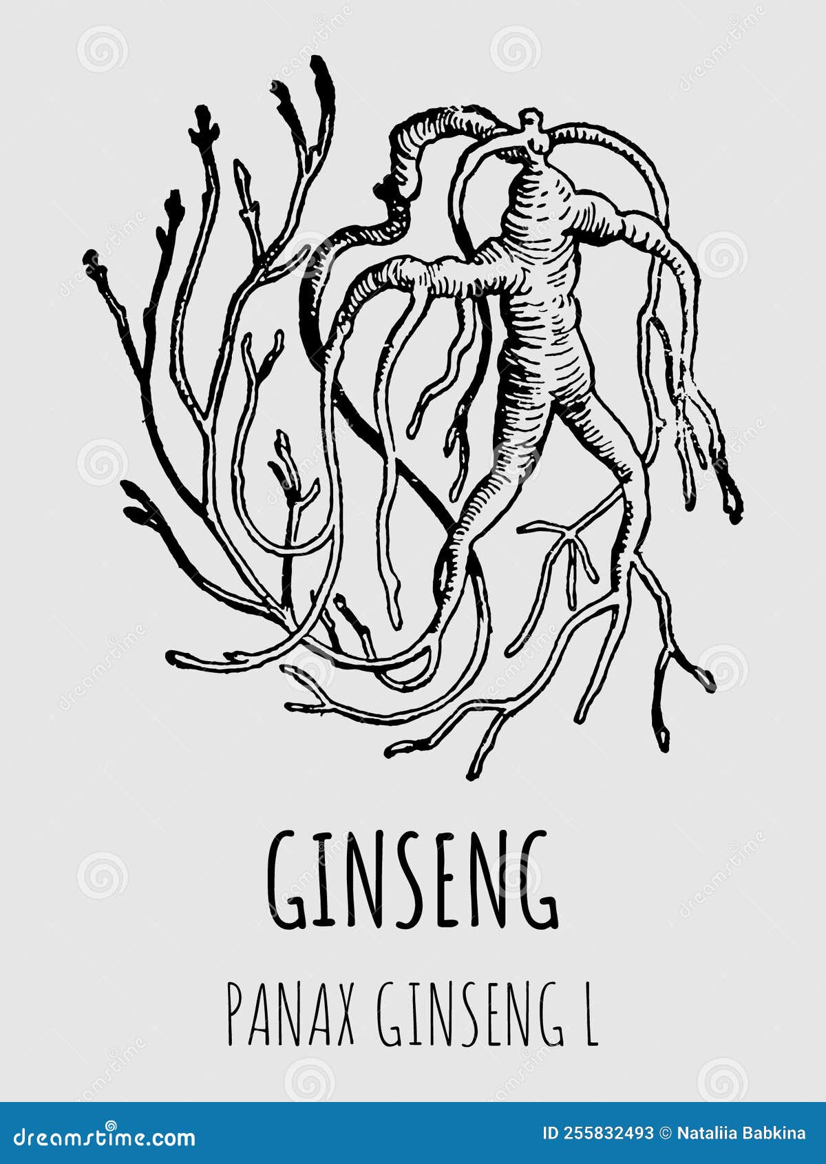 Vector Drawings Ginseng. Hand Drawn Illustration Stock Vector ...