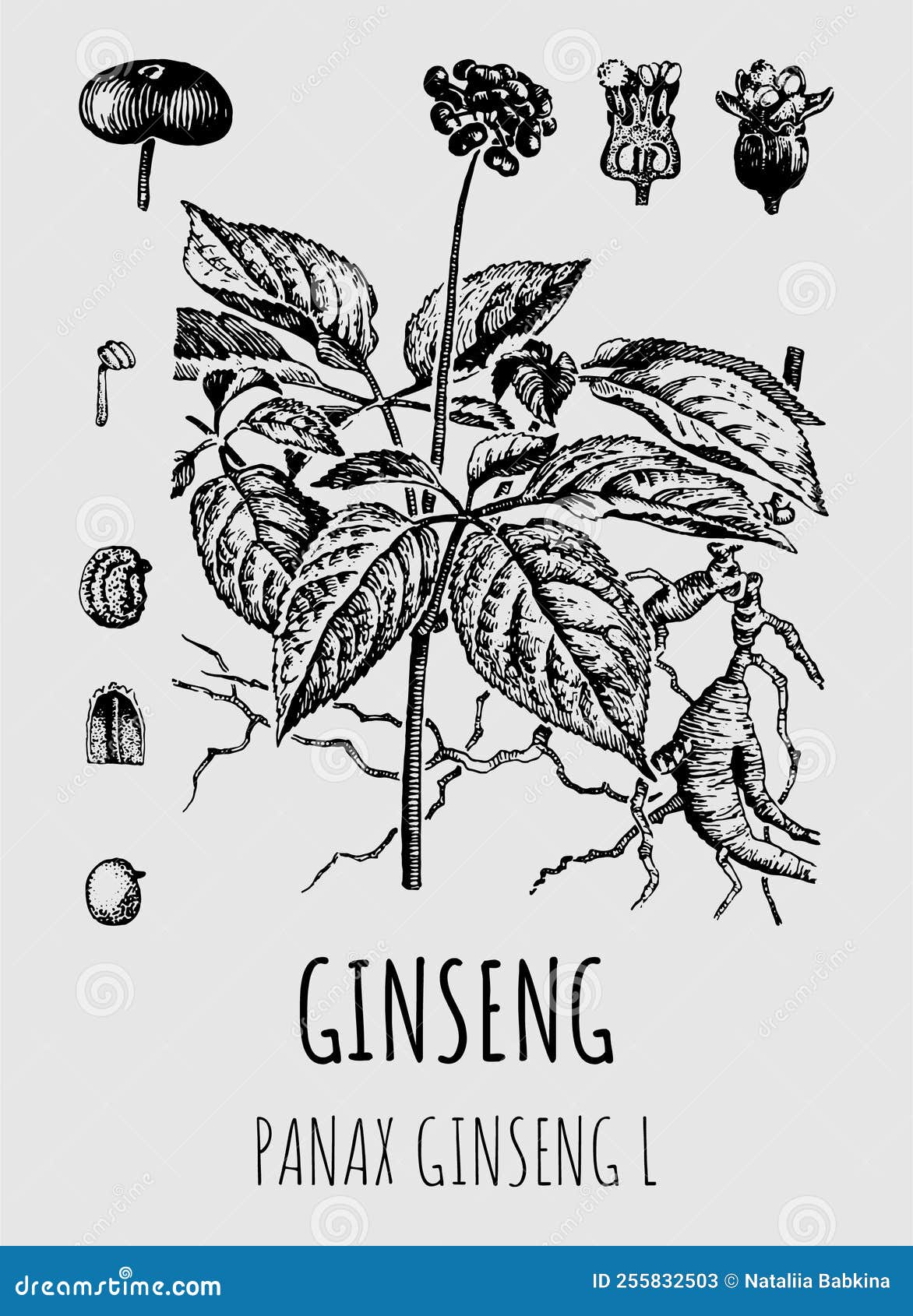 Vector Drawings Ginseng. Hand Drawn Illustration Stock Vector ...