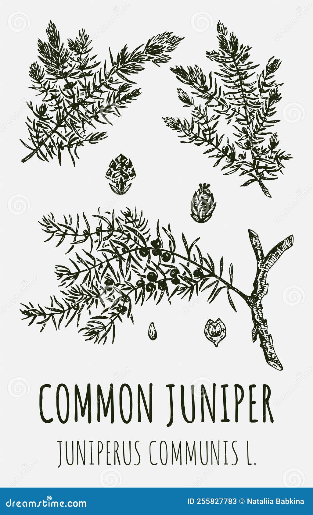 Vector Drawings Juniper. Hand Drawn Illustration Stock Vector ...