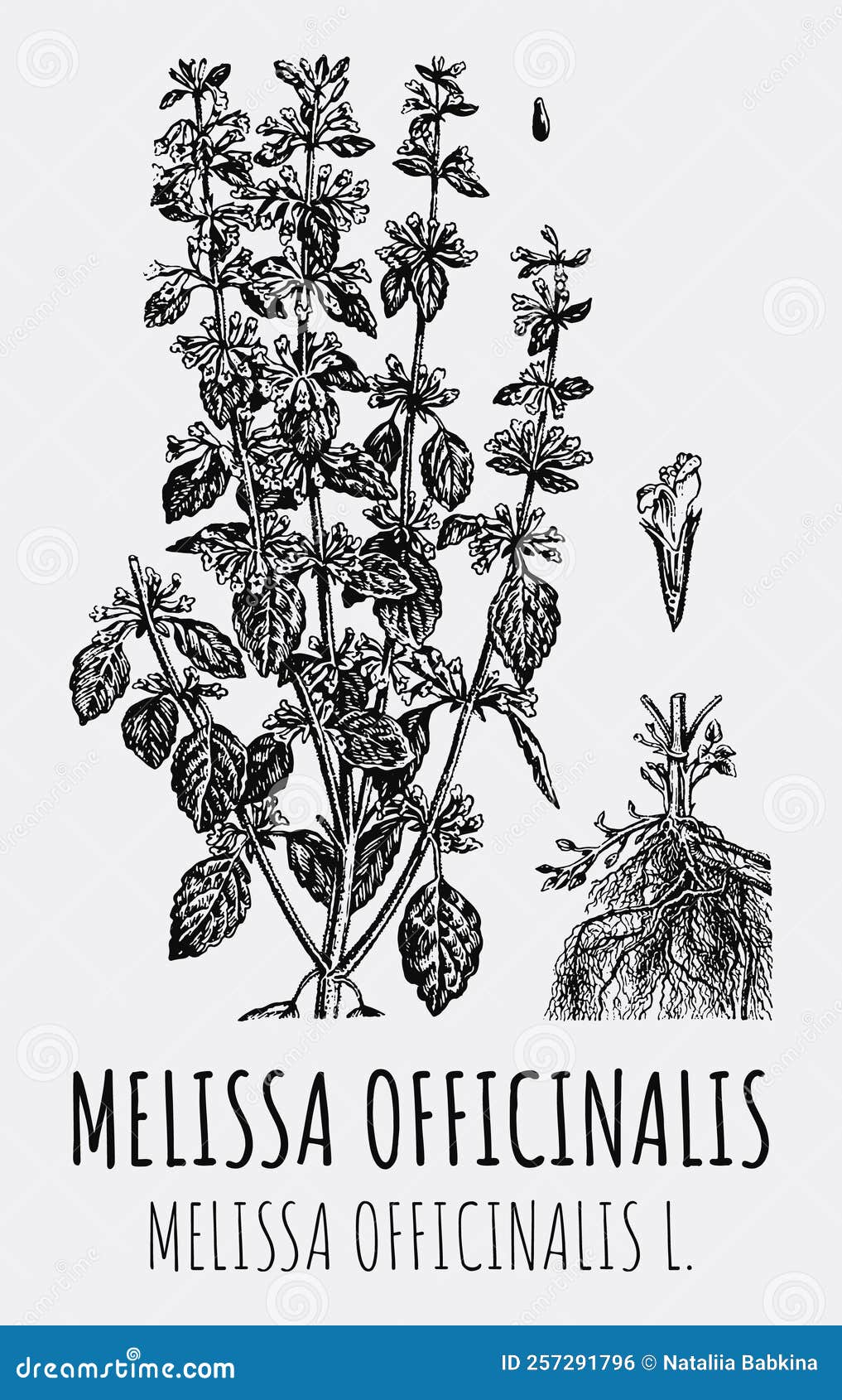 Vector Drawings of Melissa Officinalis. Hand Drawn Illustration Stock Illustration ...