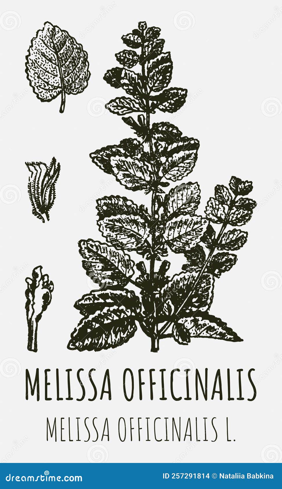 Vector Drawings of Melissa Officinalis. Hand Drawn Illustration Stock ...