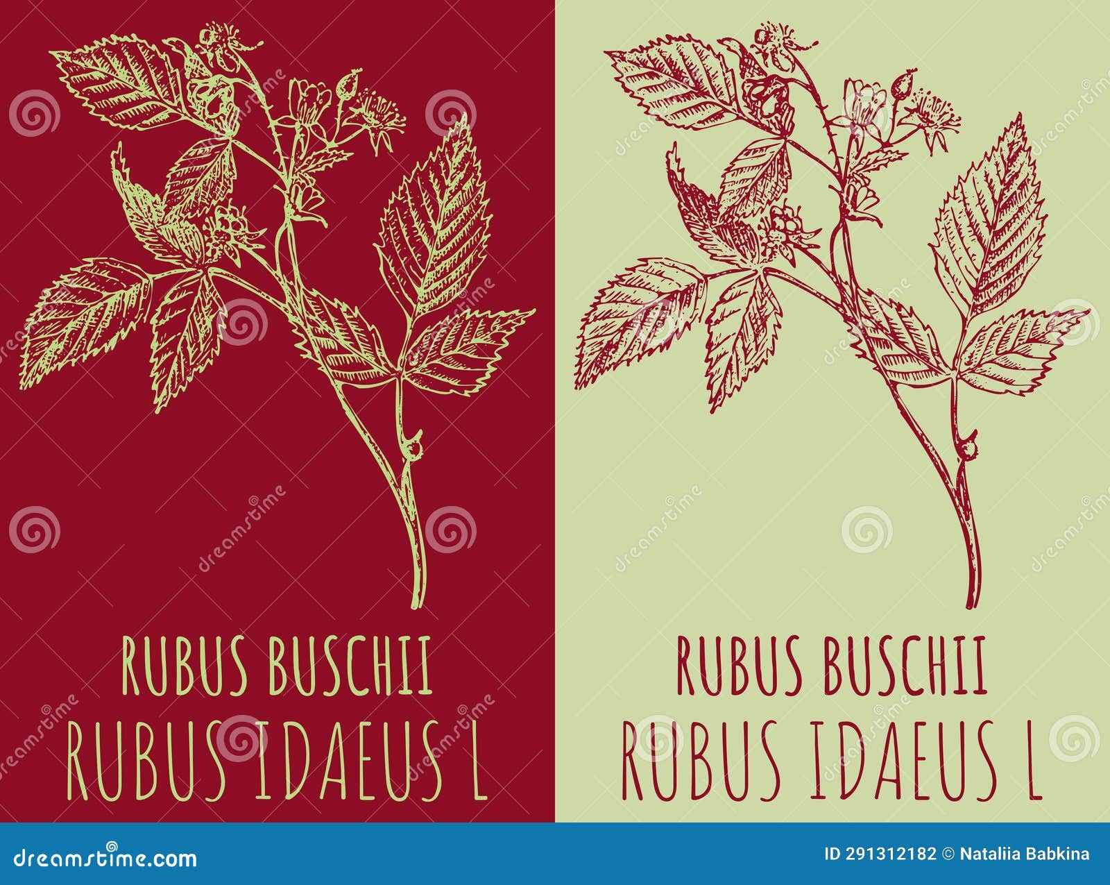 Red Raspberry Rubus Idaeus Two Mature Fruits Botanical Drawing Over ...