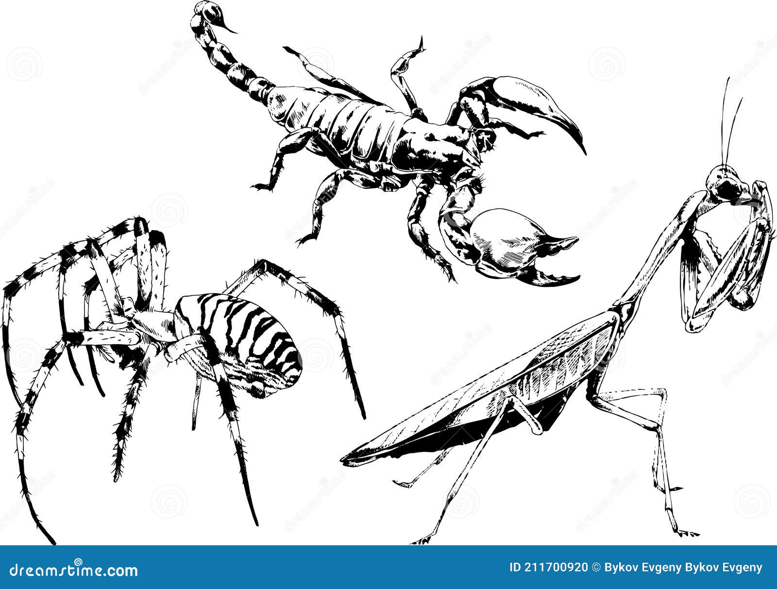 Vector Drawings Sketches Different Insects Bugs Scorpions Spiders Drawn ...