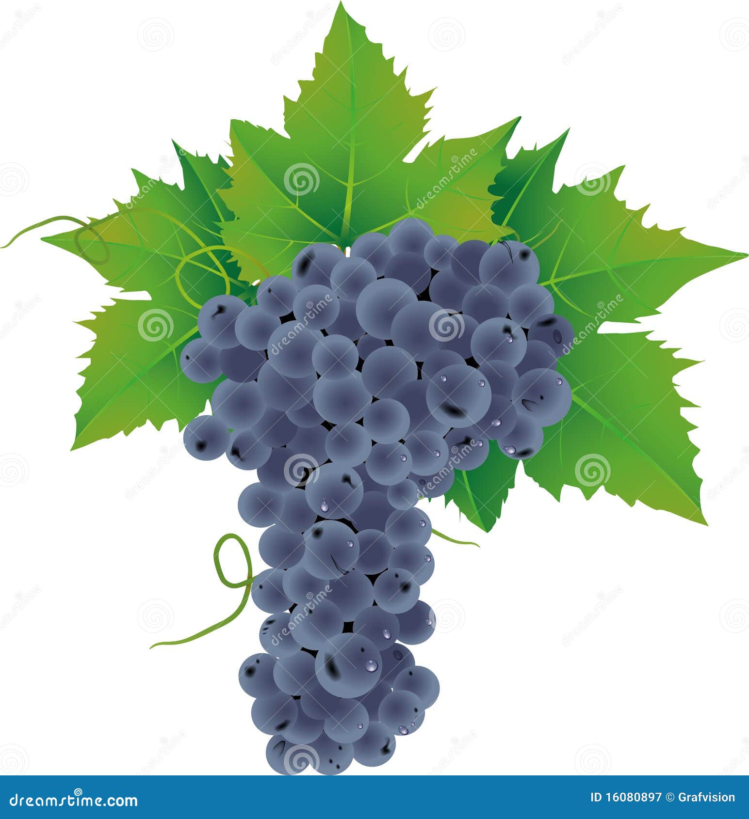 Vector Druif stock illustratie. Illustration of leuk - 16080897
