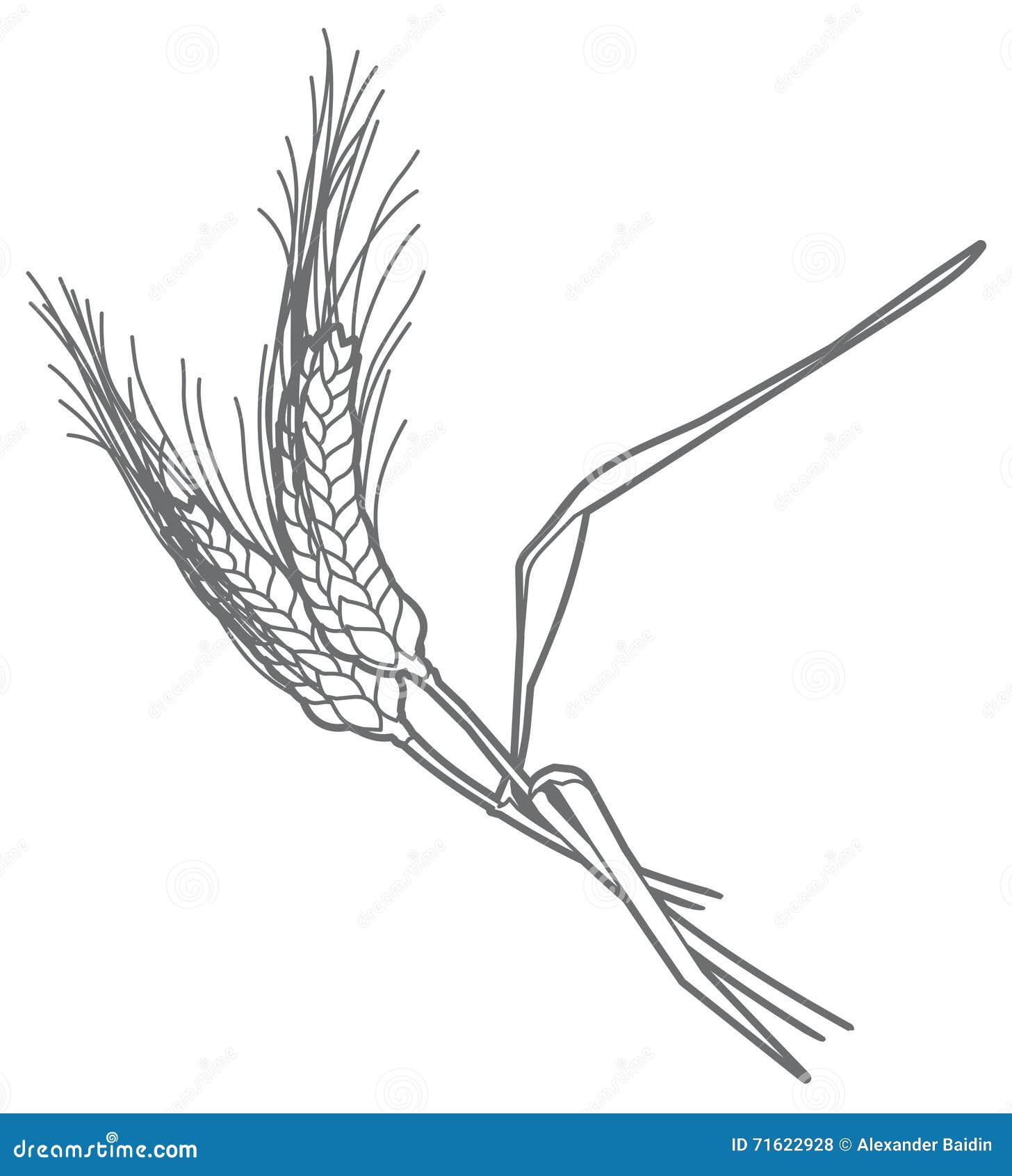 Vector ears of rye stock vector. Illustration of food - 71622928