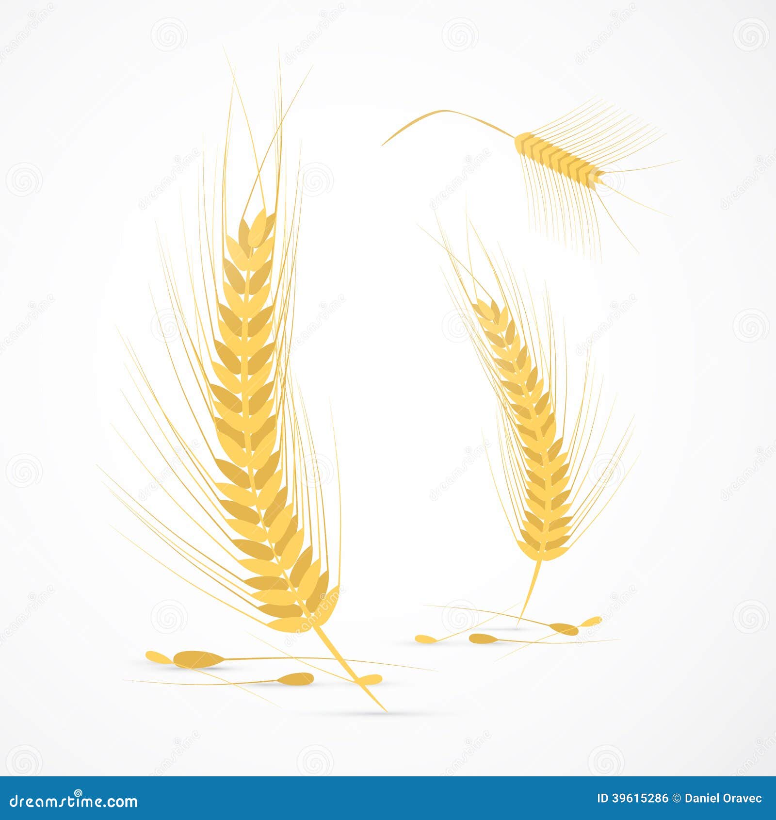 Vector Ears of Wheat Illustration Stock Vector - Illustration of flour ...